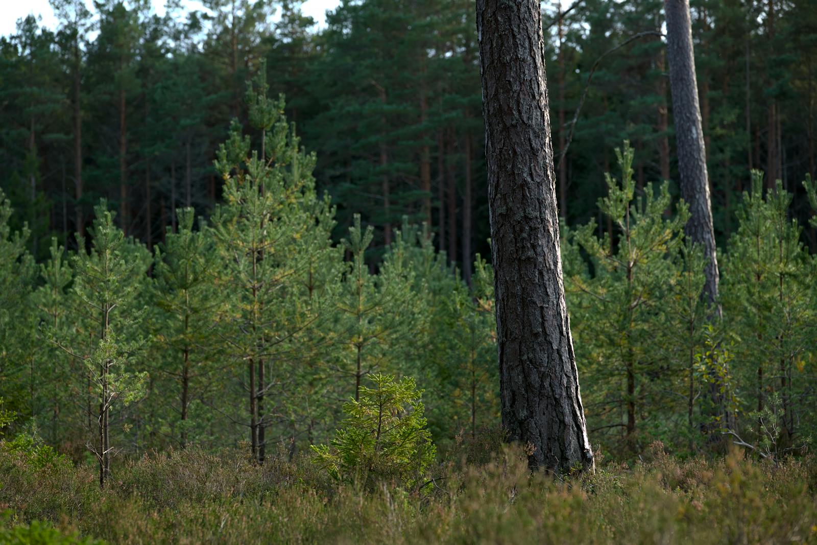 Afforestation Photos, Download The BEST Free Afforestation Stock Photos ...