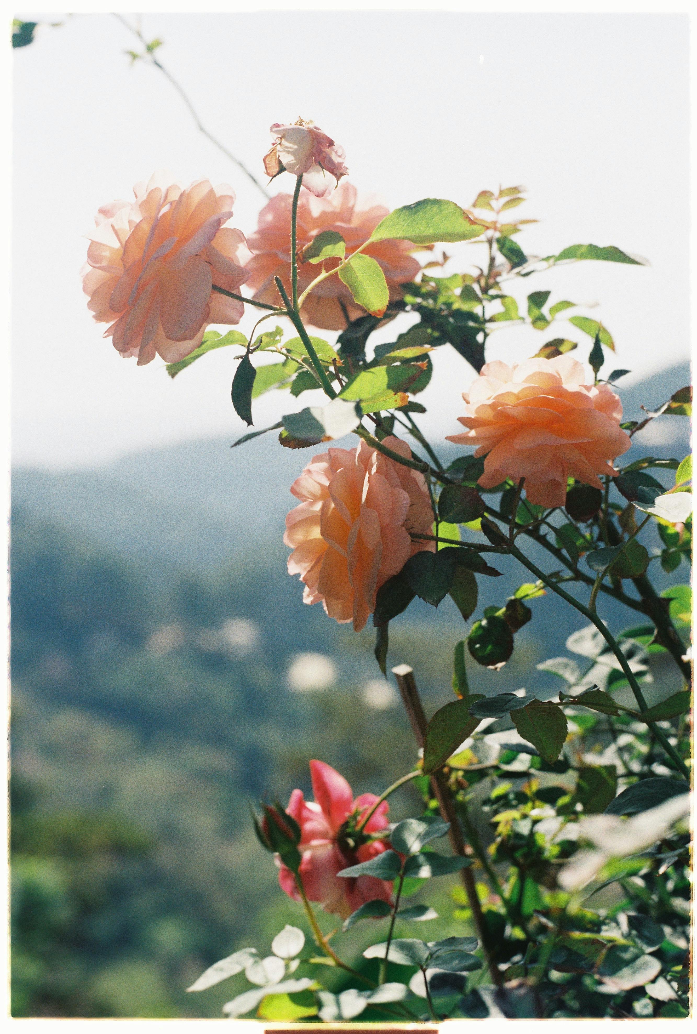 Shrubs with Peach Roses · Free Stock Photo