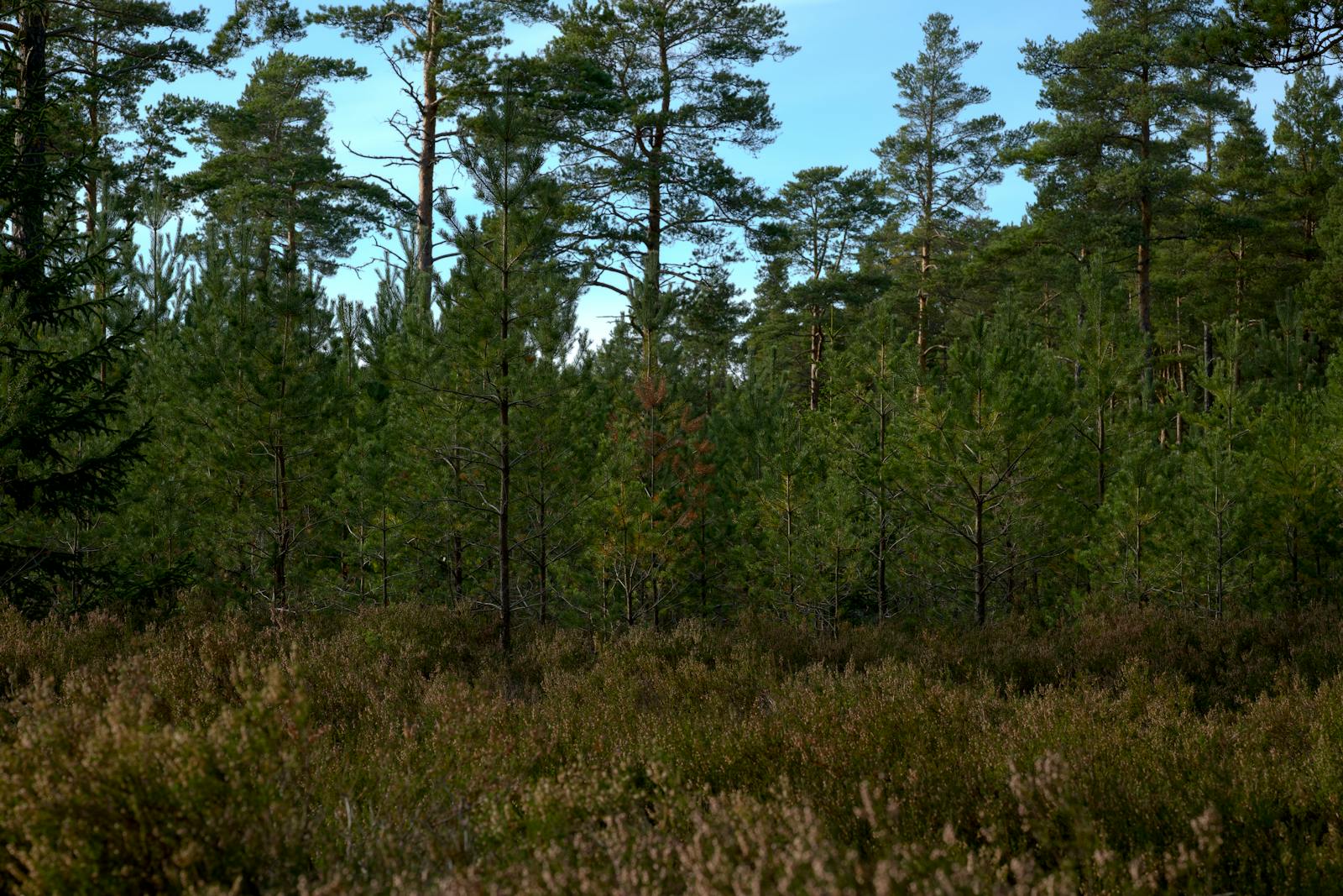 Afforestation Photos, Download The BEST Free Afforestation Stock Photos ...