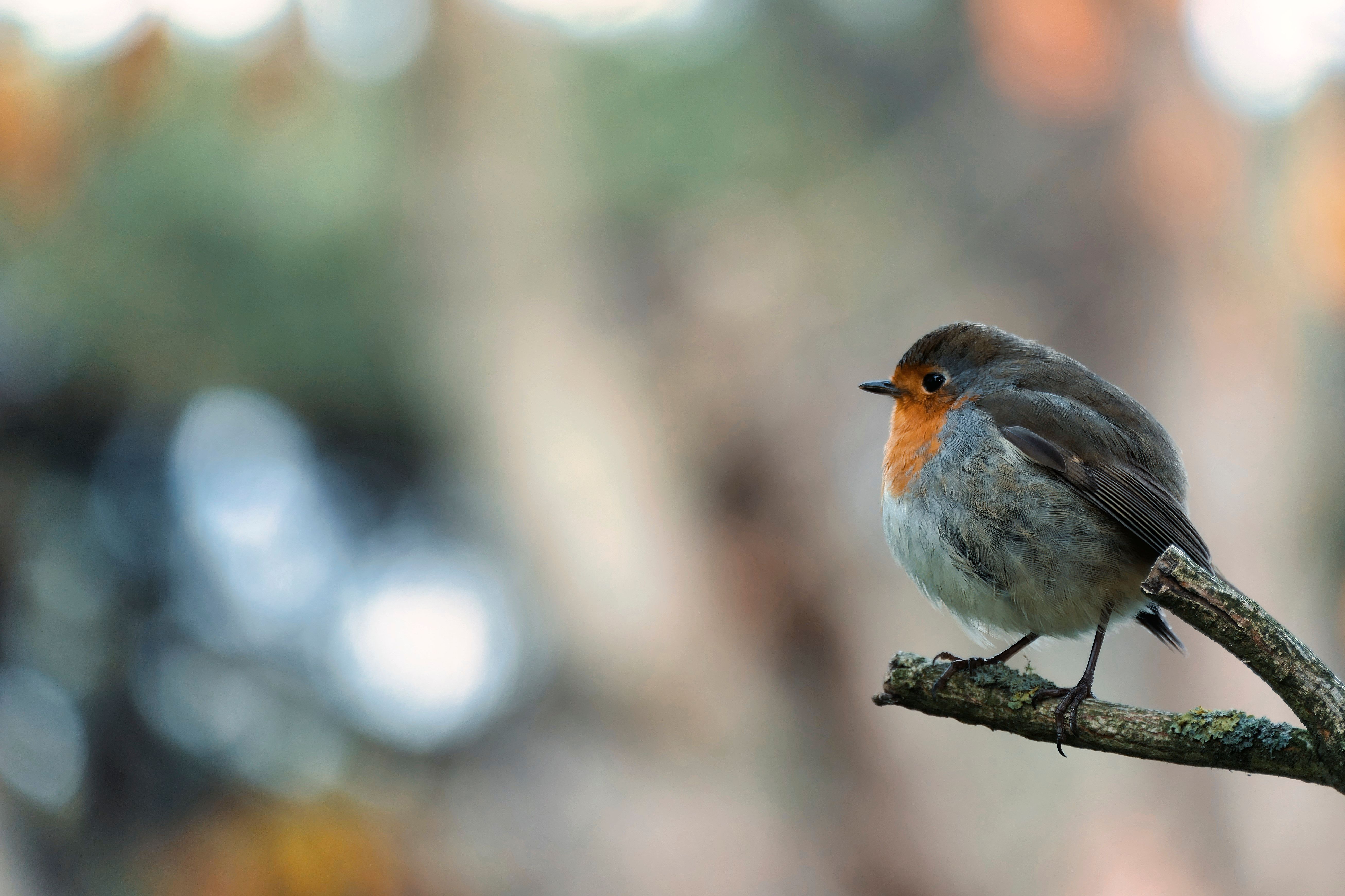 Robin Bird Snow Photos, Download The BEST Free Robin Bird Snow Stock ...