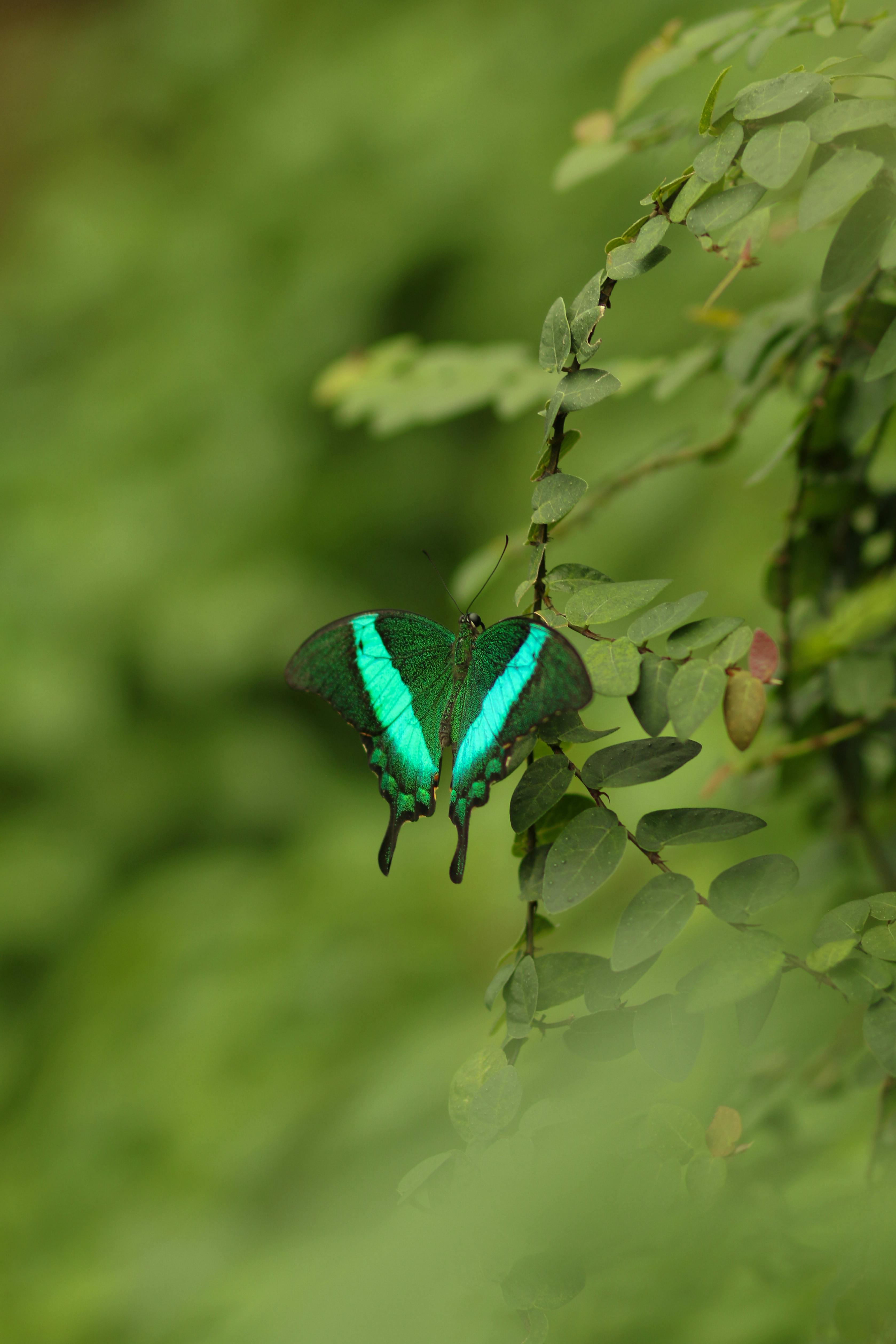 A green and blue butterfly sitting on a branch · Free Stock Photo