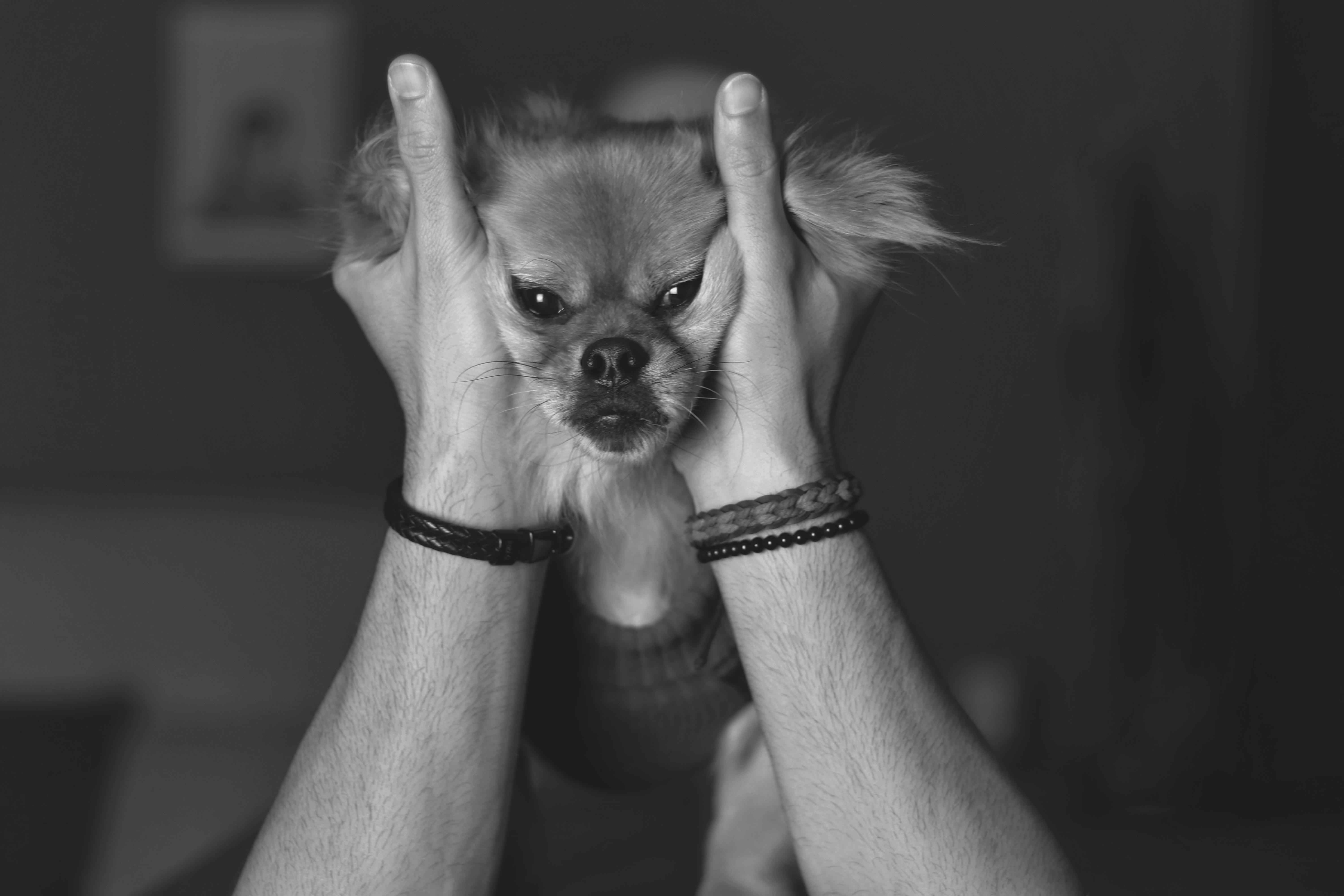 Dog Squeeze Photos, Download The BEST Free Dog Squeeze Stock Photos ...