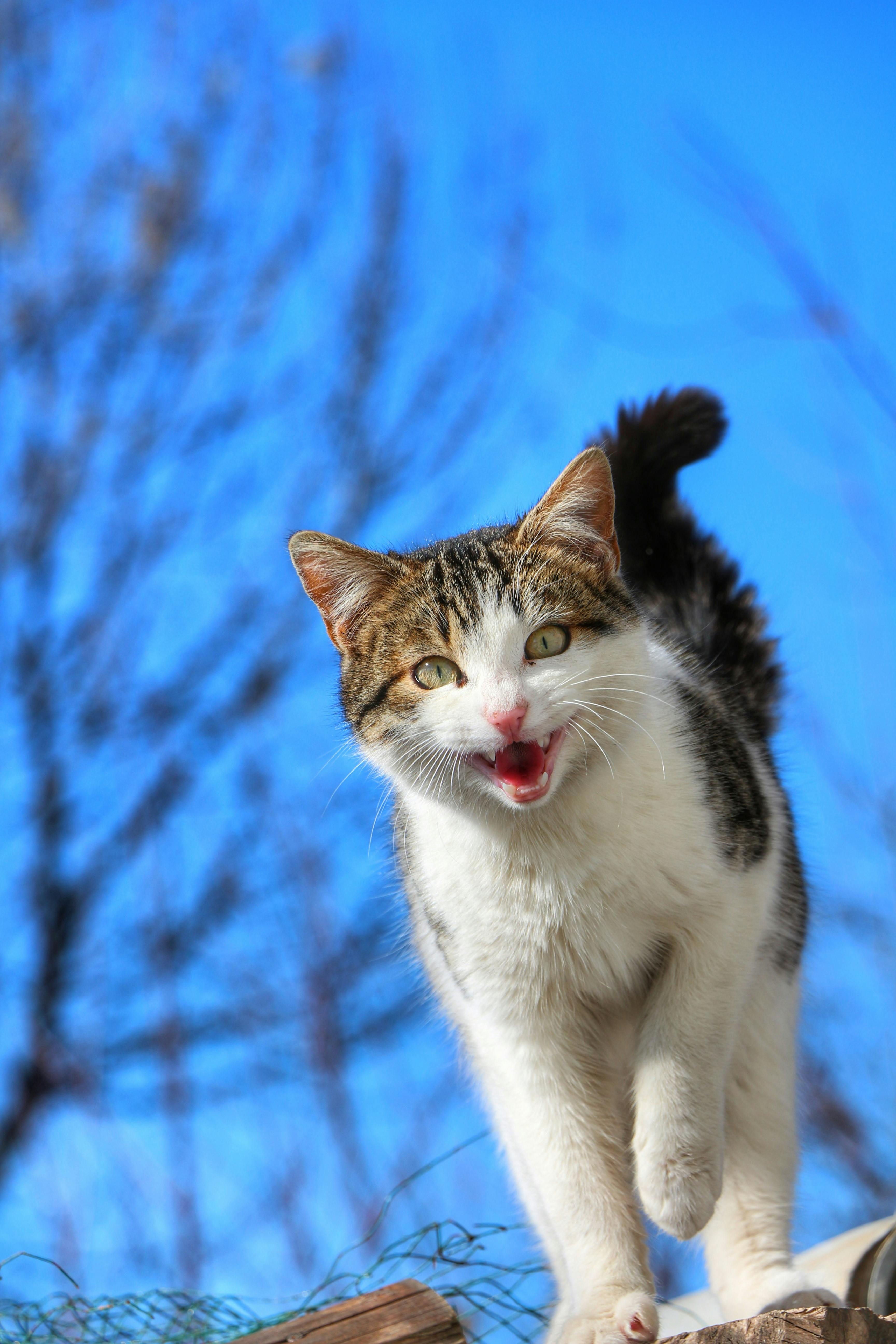 Foto de stock gratuita sobre animal, azotea, gato, mono, pelo, pequeño ...