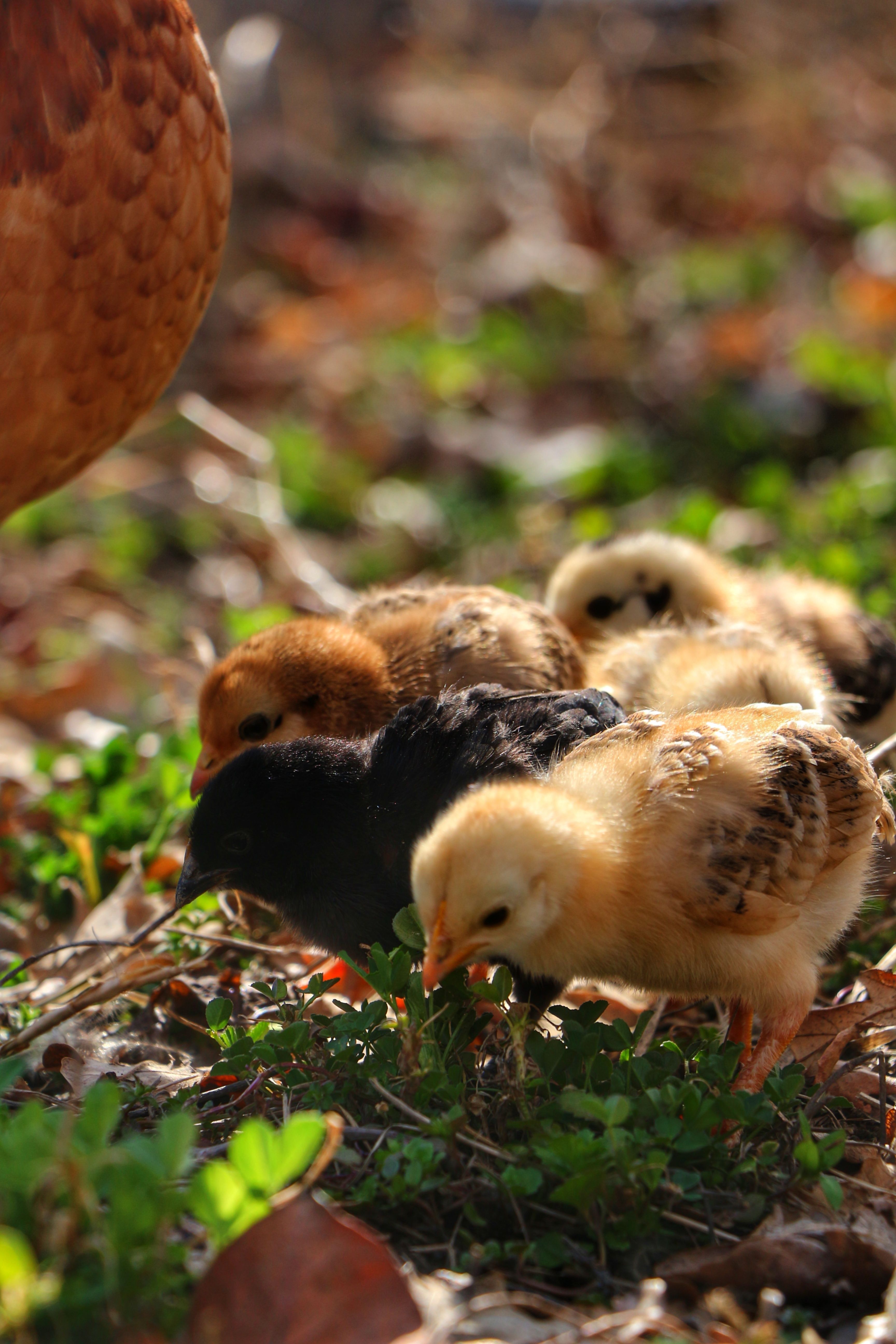 A chicken and her chicks are eating grass · Free Stock Photo
