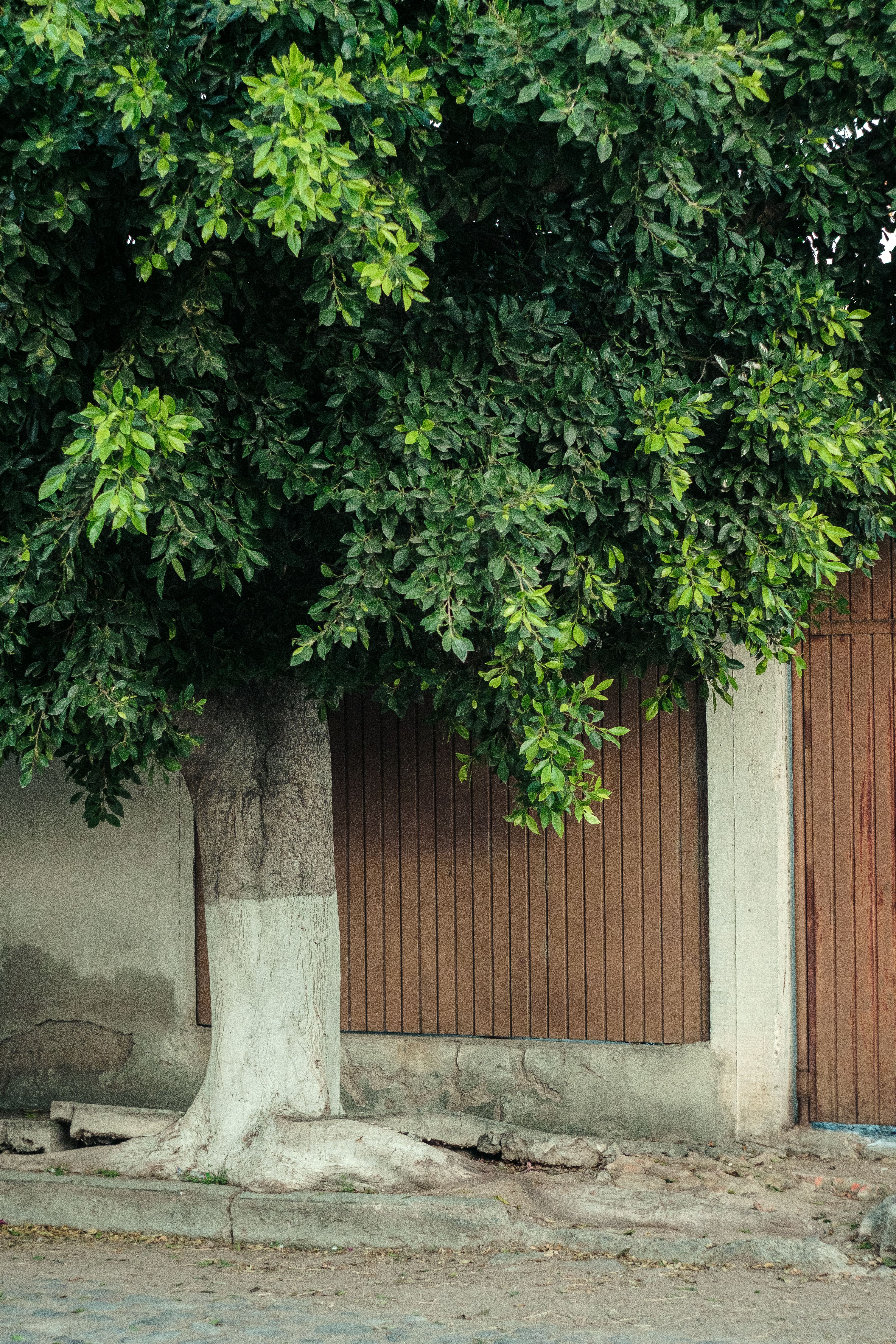 Tree by Fence and Street · Free Stock Photo