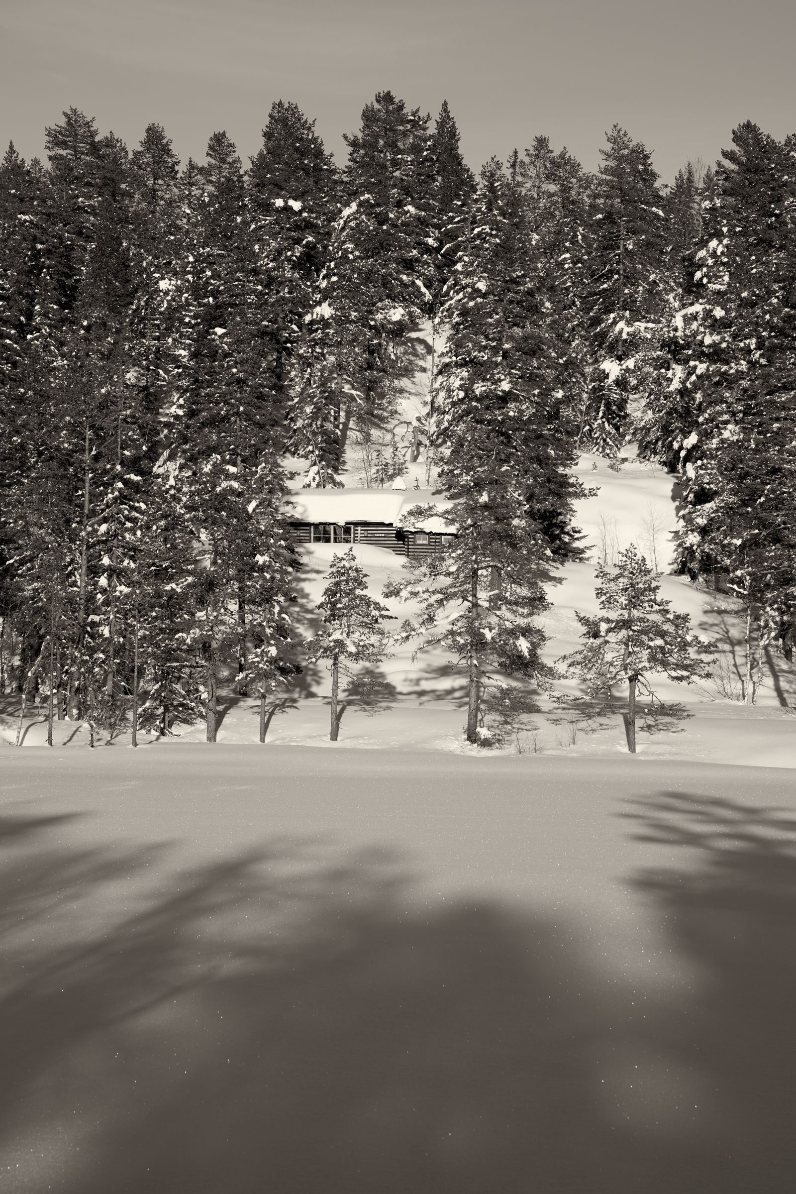 Stark Photos, Download The BEST Free Stark Stock Photos & HD Images