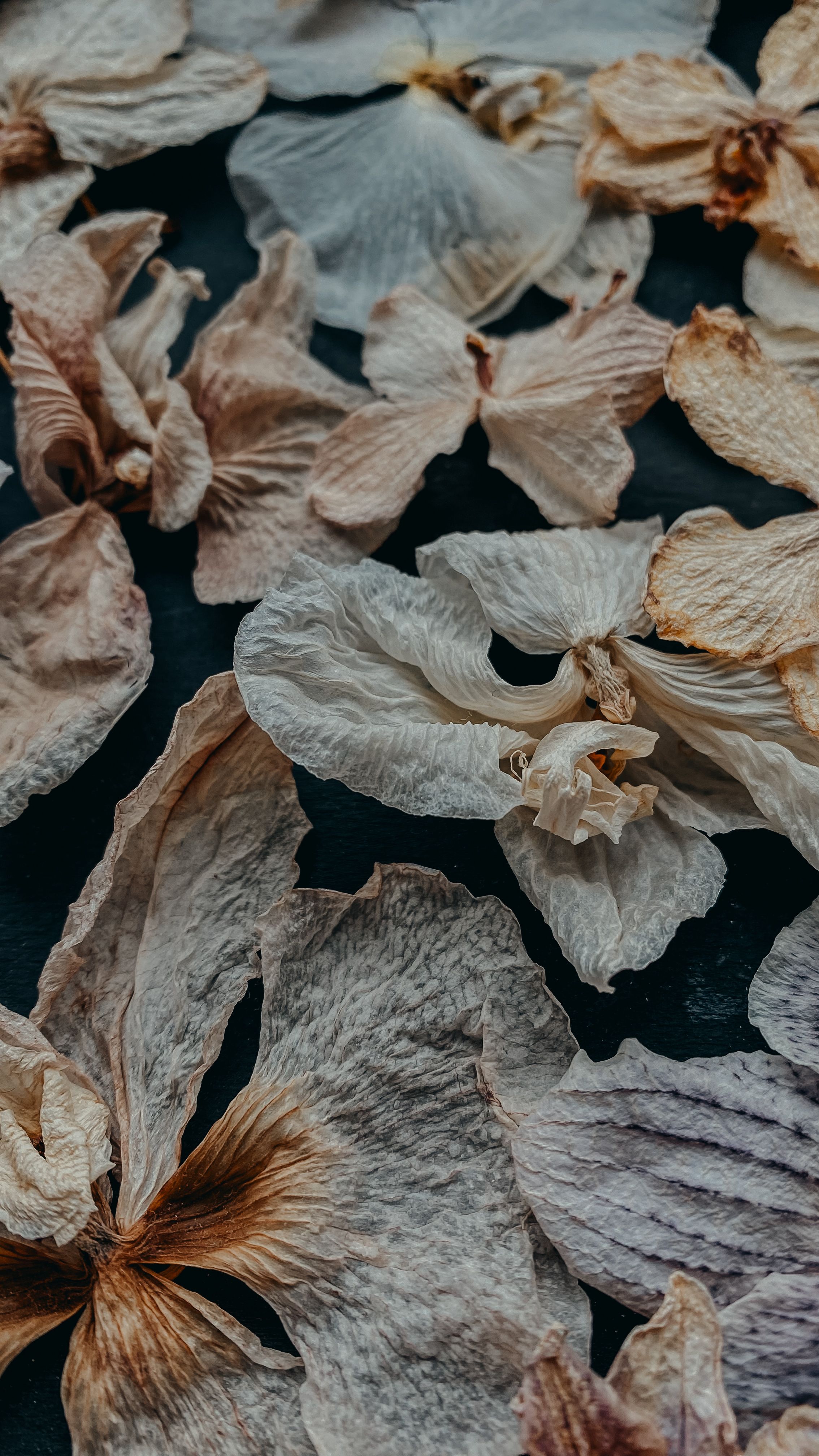 Beige Petal Flower · Free Stock Photo