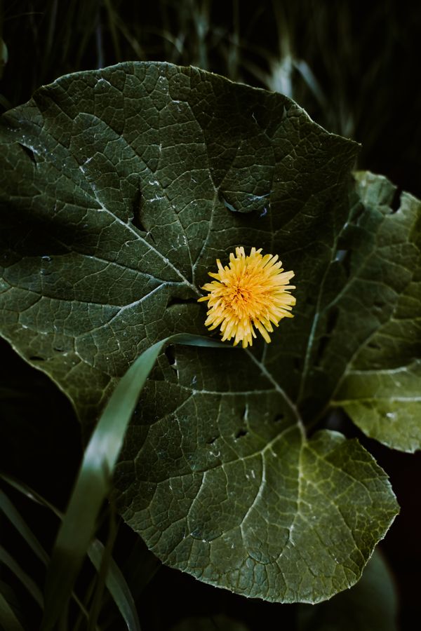 Flower Leaf Photos, Download The BEST Free Flower Leaf Stock Photos ...