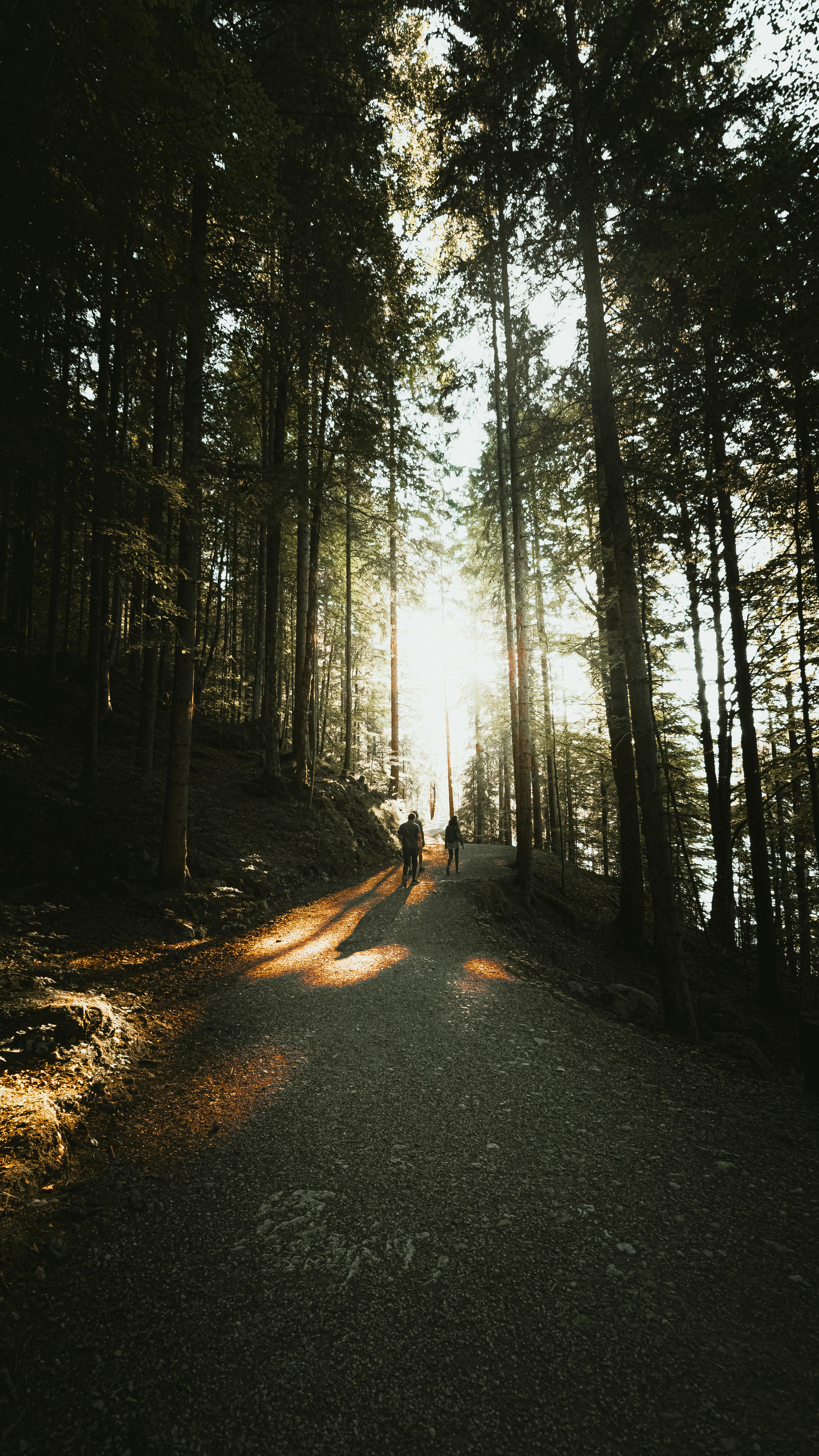 Forest Walk Photos, Download The BEST Free Forest Walk Stock Photos ...