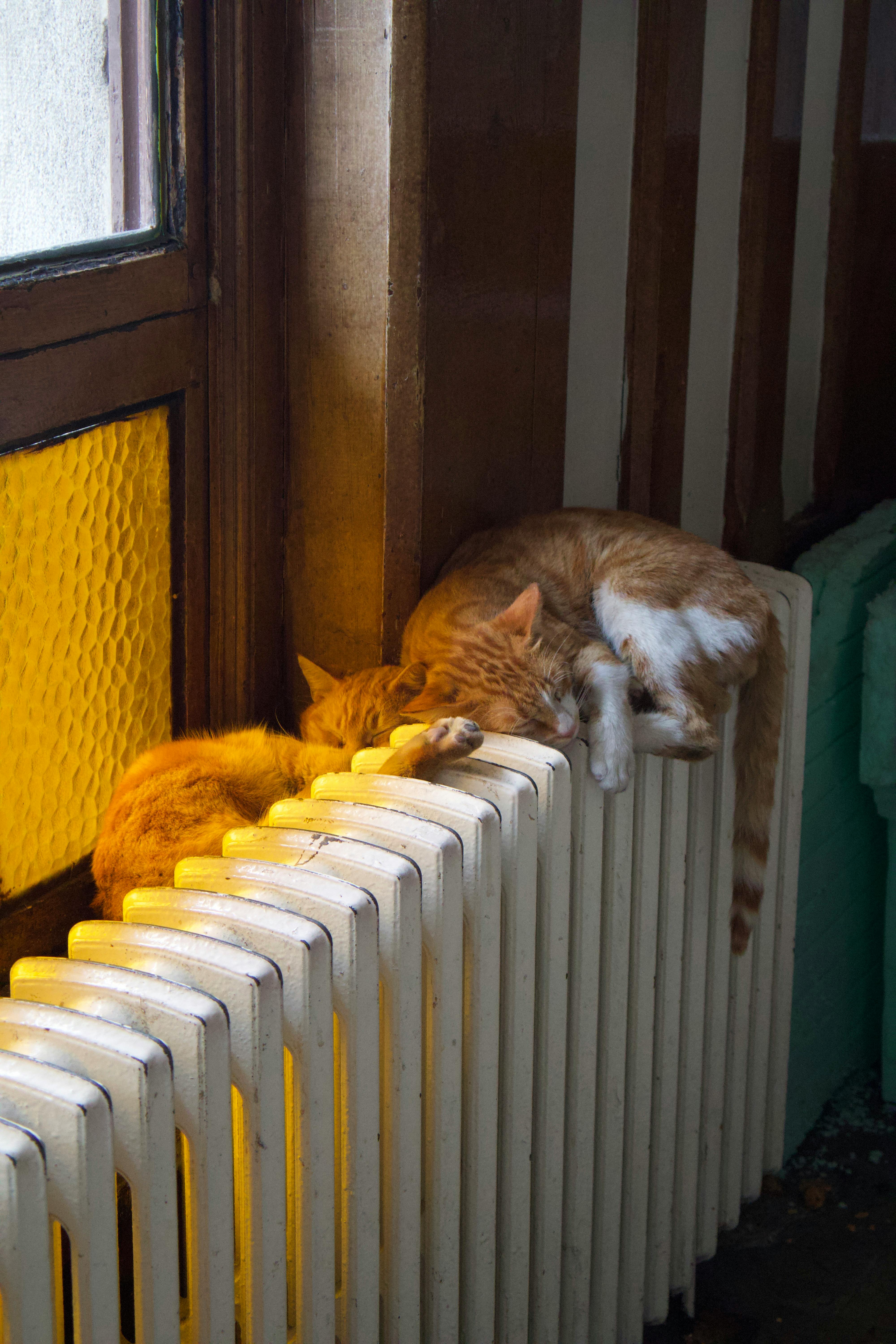 Yellow Cats Photos, Download The BEST Free Yellow Cats Stock Photos ...