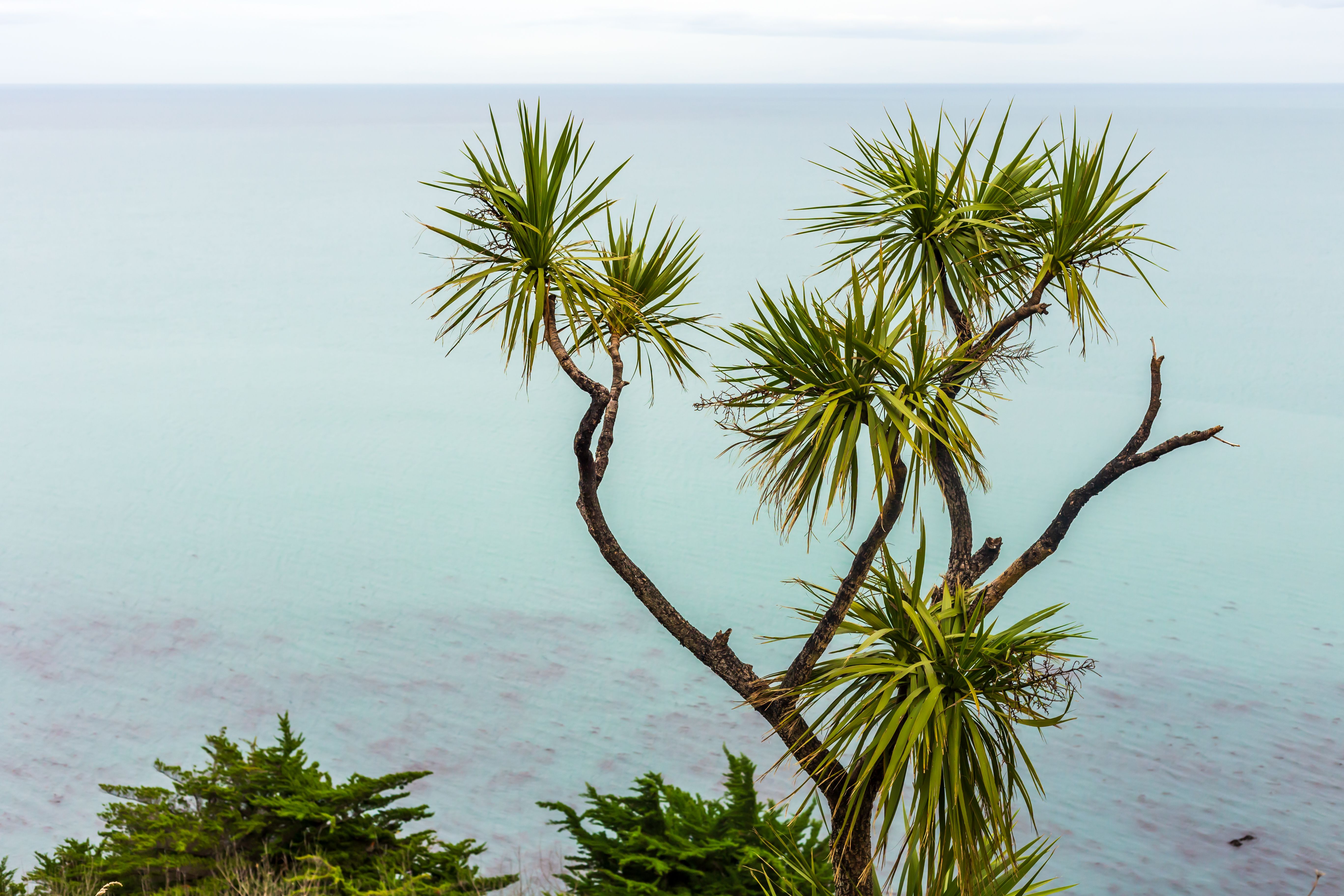 Trees Flourishing on a Steep Bank Along the Beach · Free Stock Photo