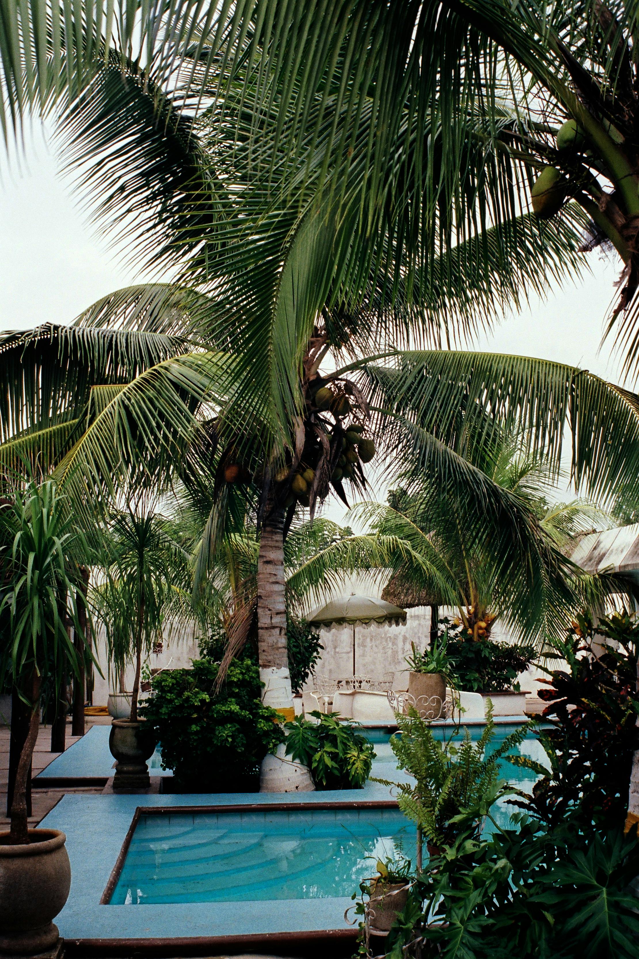 Pool and Palm Tree with Coconuts · Free Stock Photo