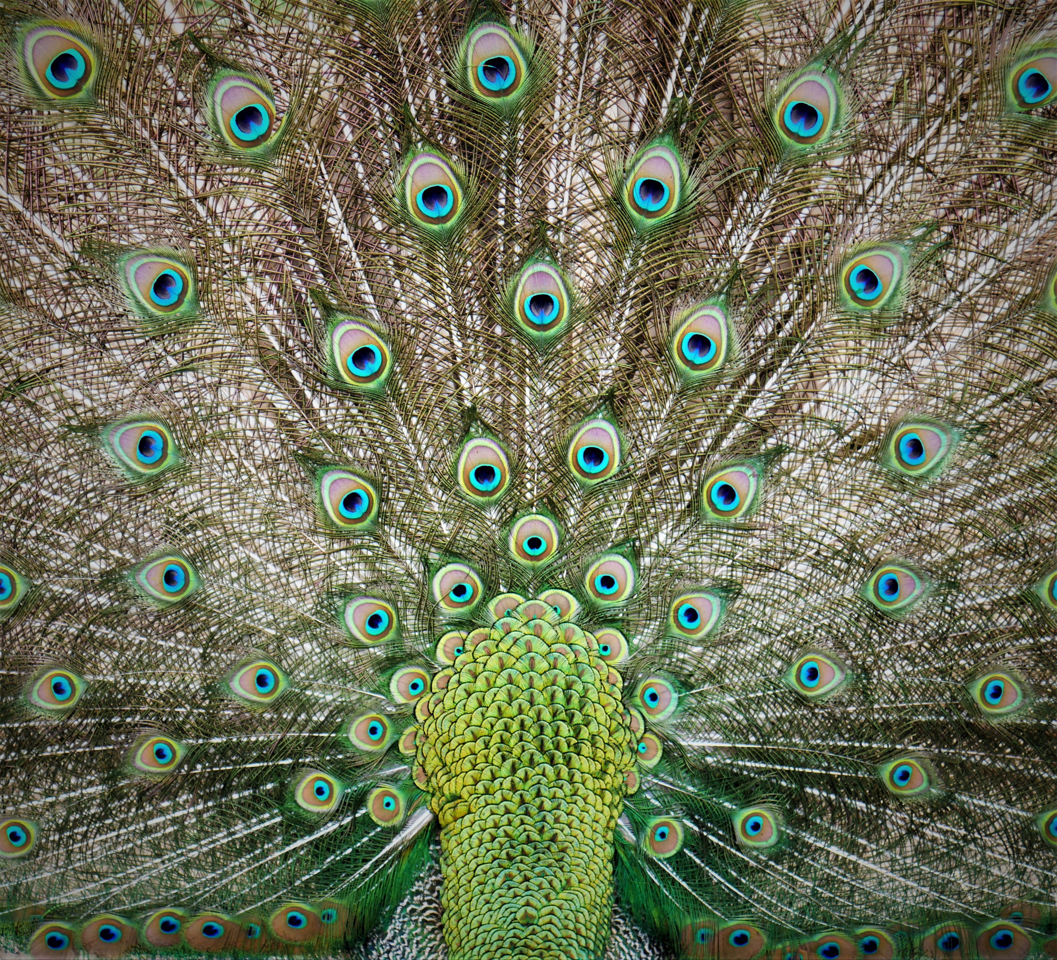 Close-Up Photography of Peacock · Free Stock Photo