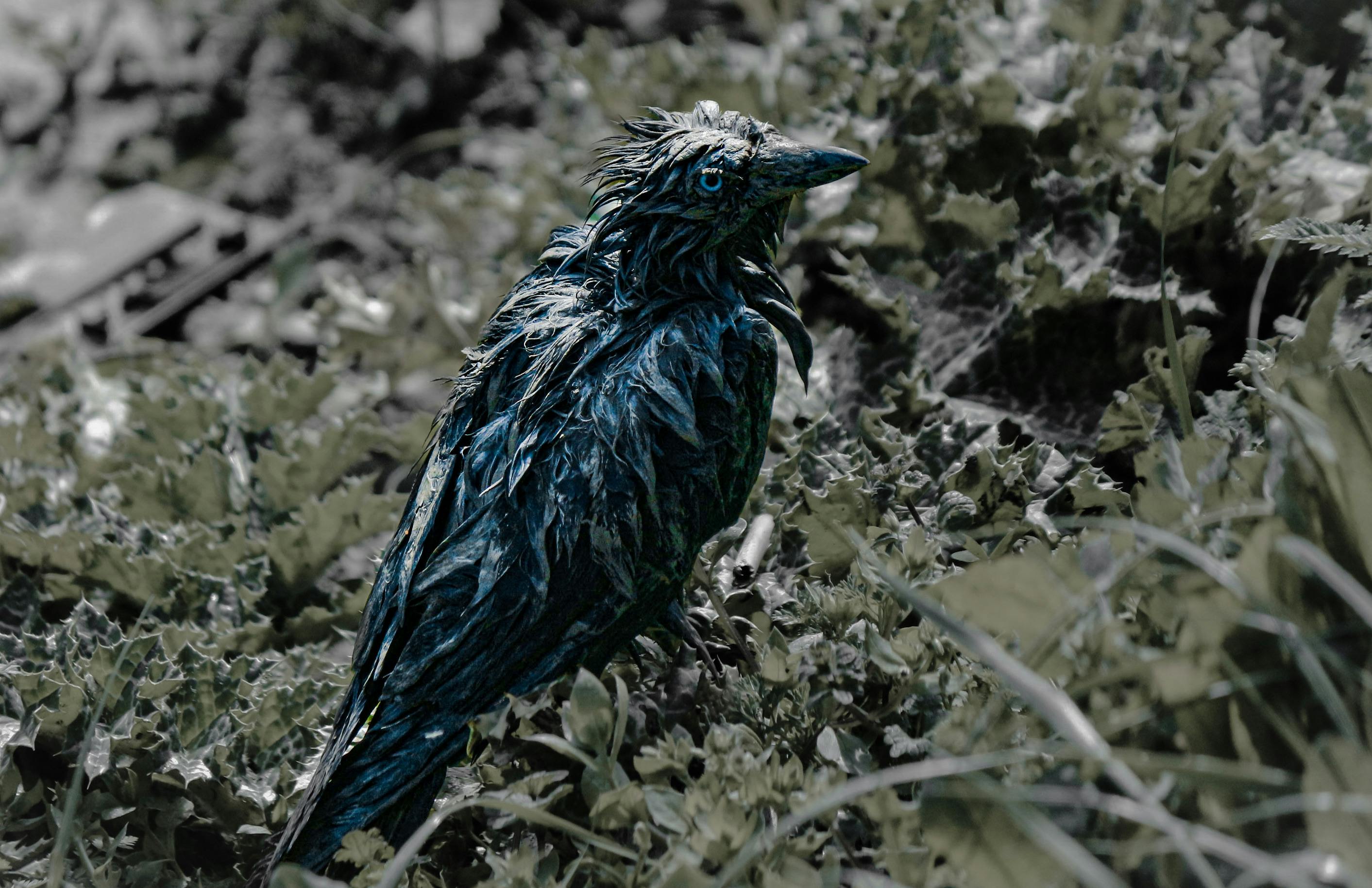 Wet Crow on Leaves · Free Stock Photo