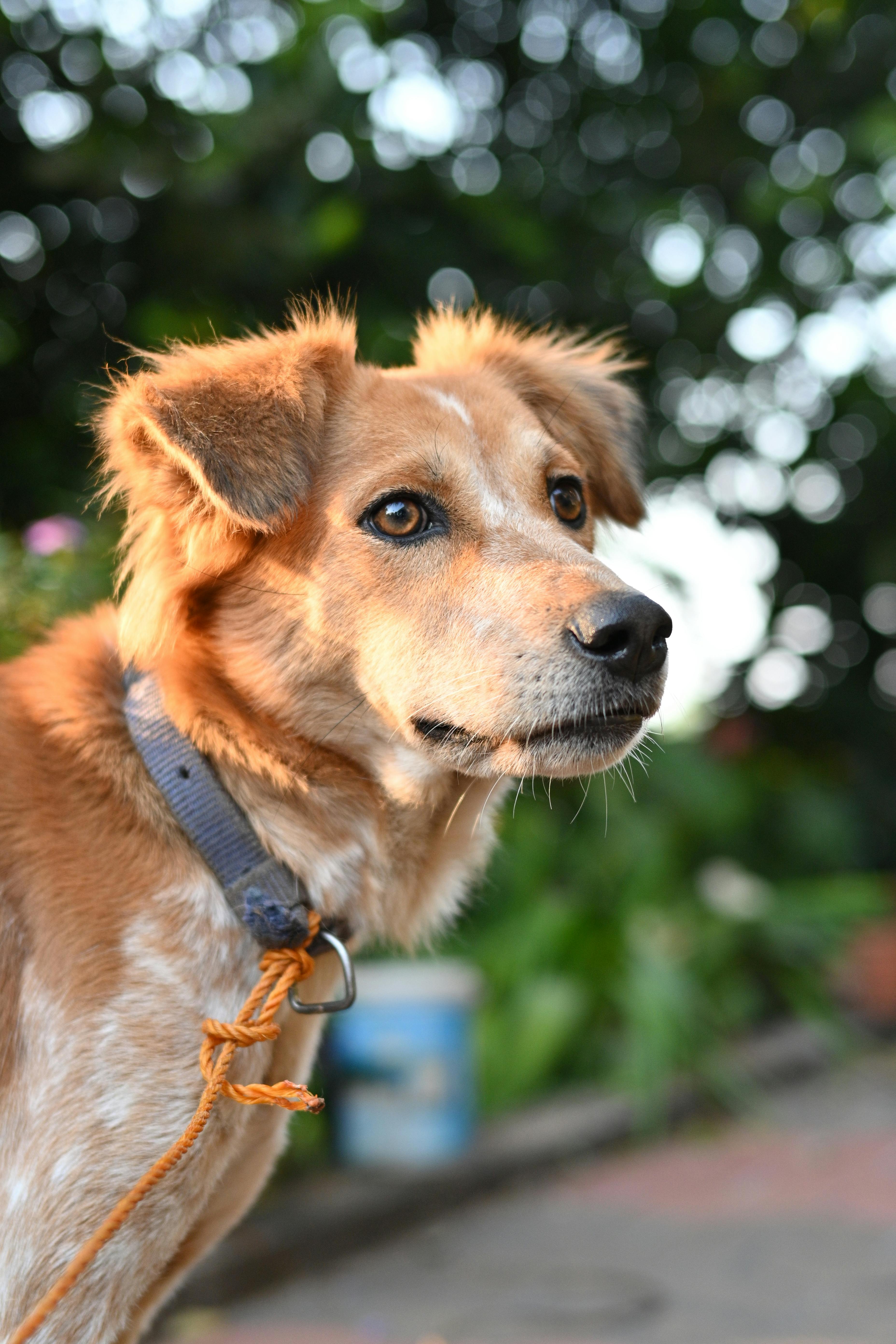 Dog Images Dog Images Hd Dog Images Cartoon Dog Im Photos, Download The ...