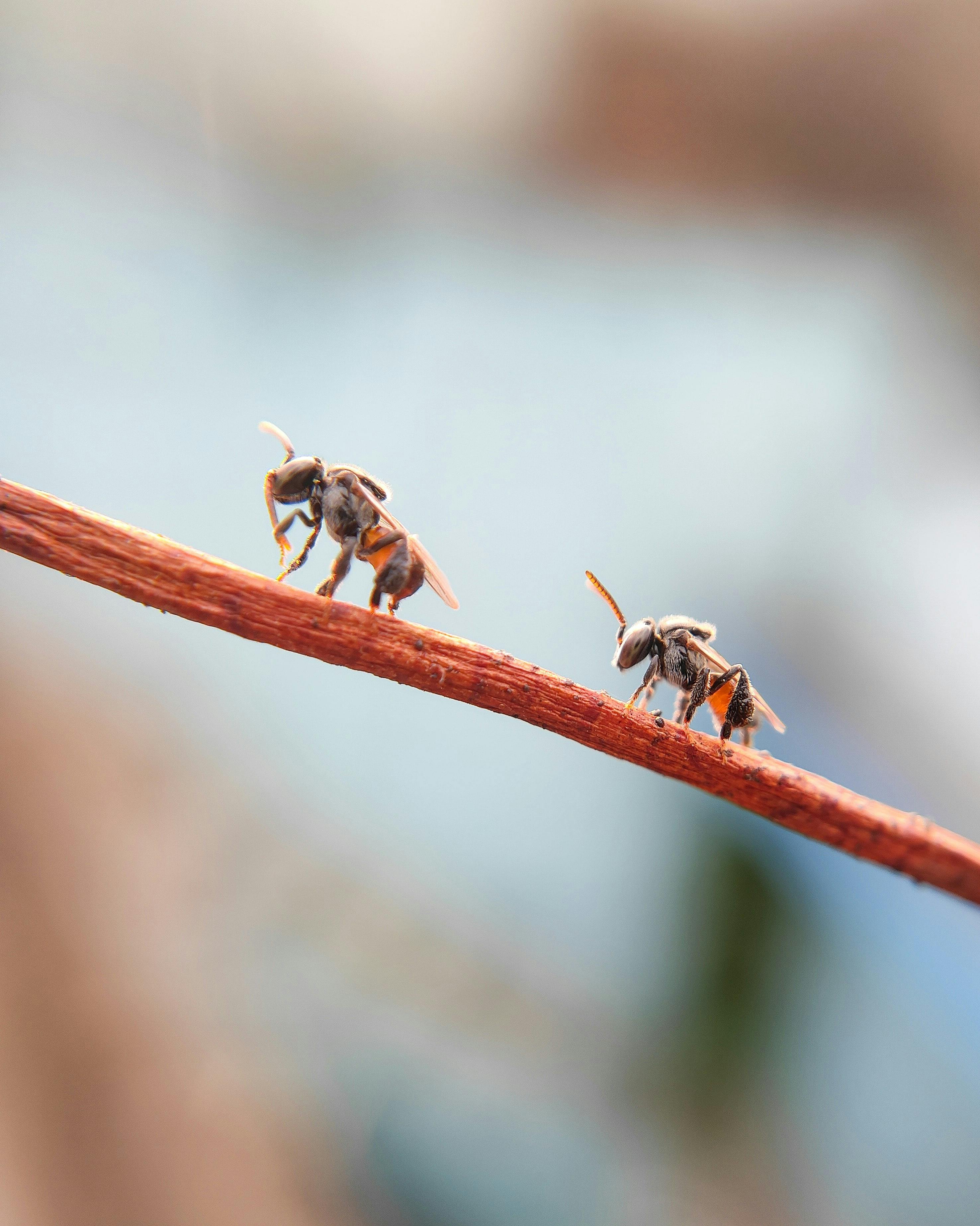 Africanized Bees on Twig · Free Stock Photo