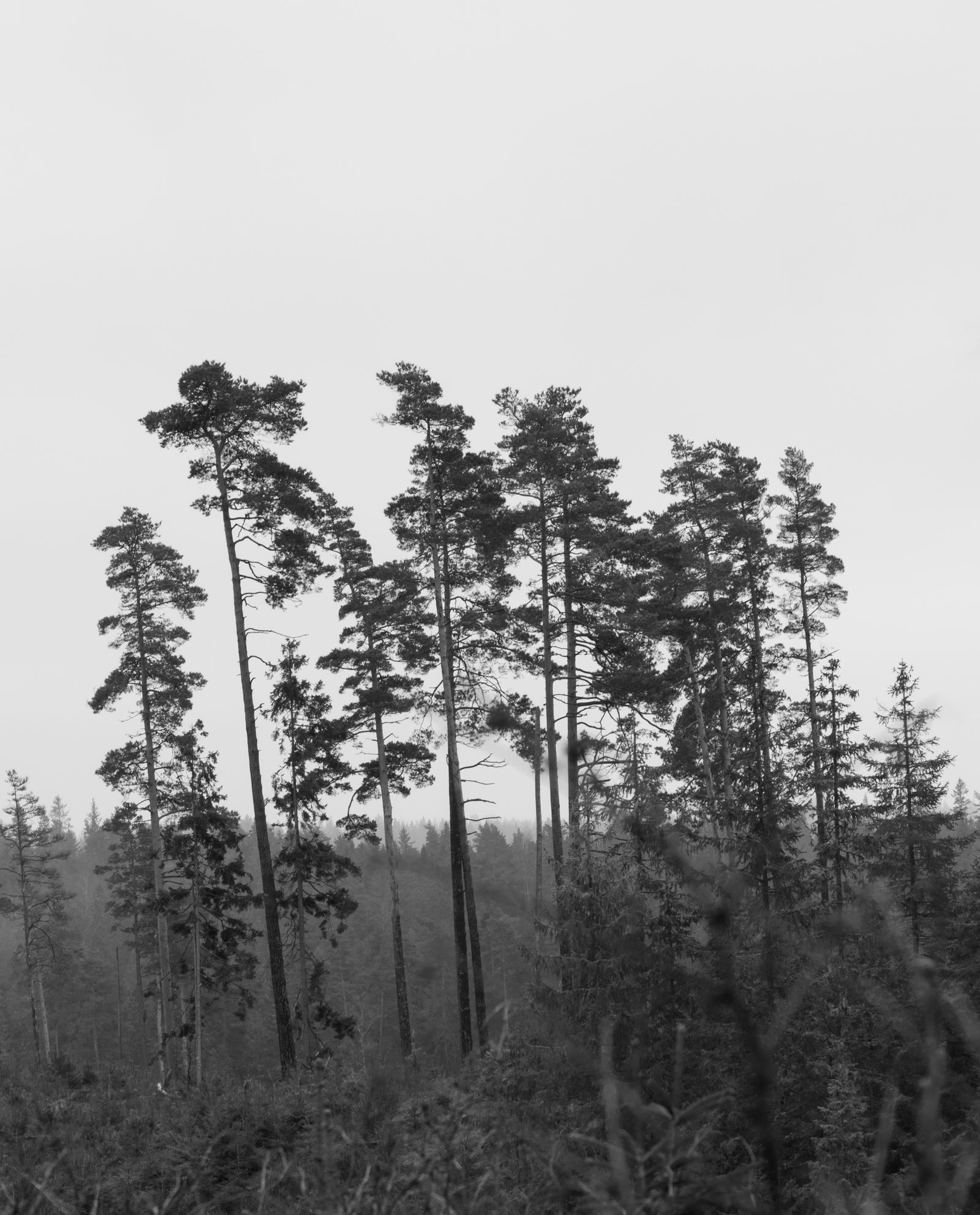 Tall Pictures Photos, Download The BEST Free Tall Pictures Stock Photos ...