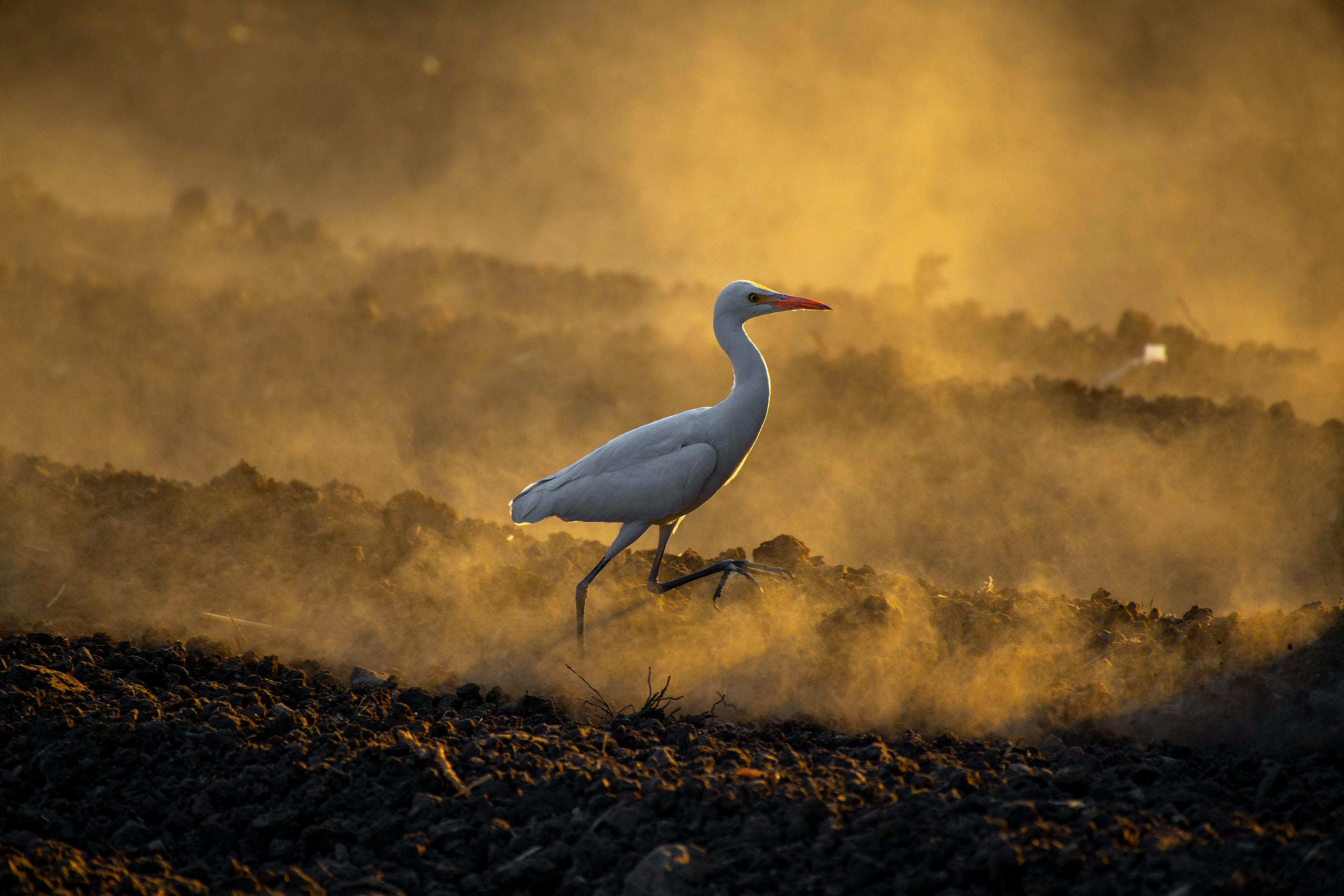 Bird In Lighting Storm Photos, Download The BEST Free Bird In Lighting ...