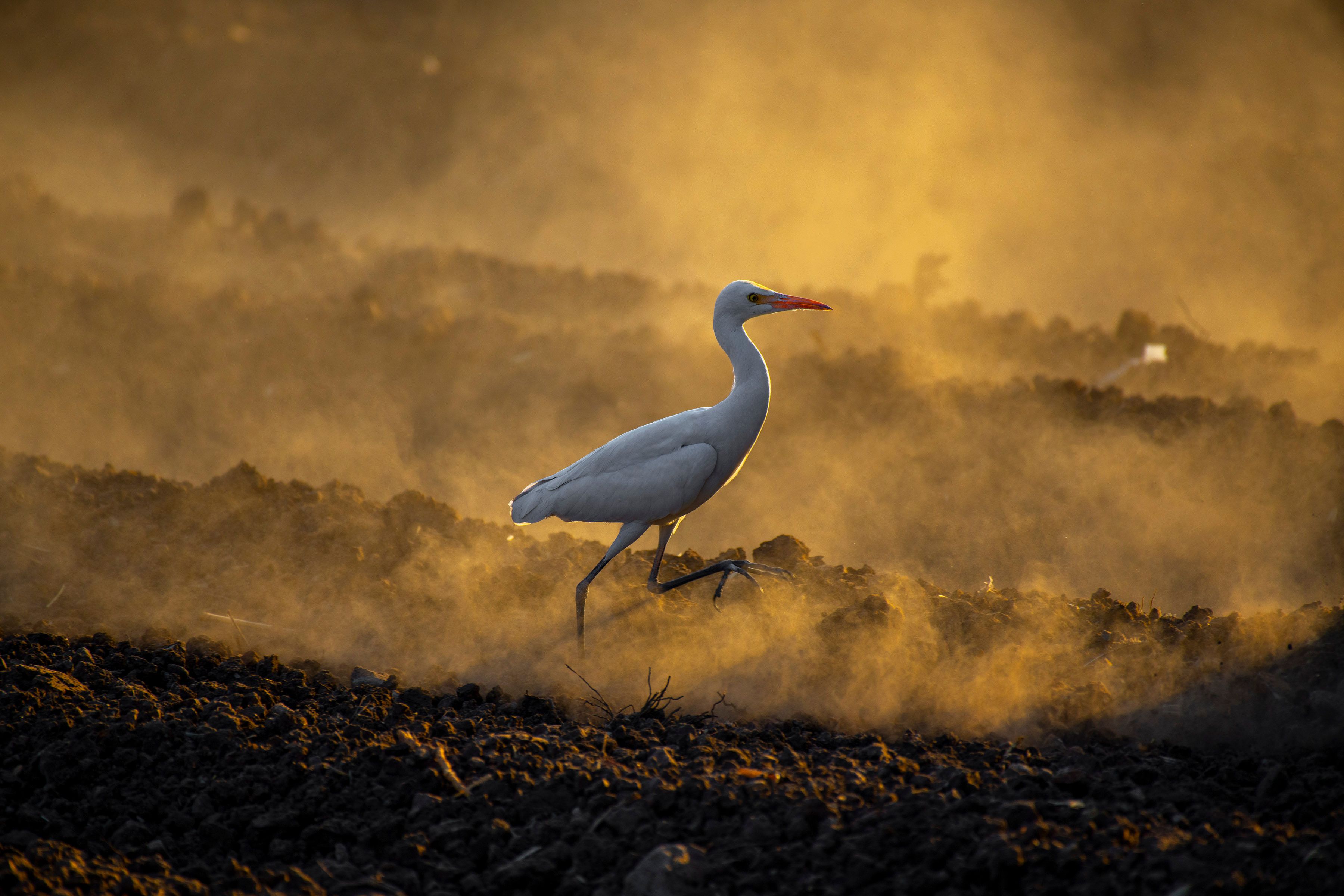 A white bird running through a field of dirt · Free Stock Photo