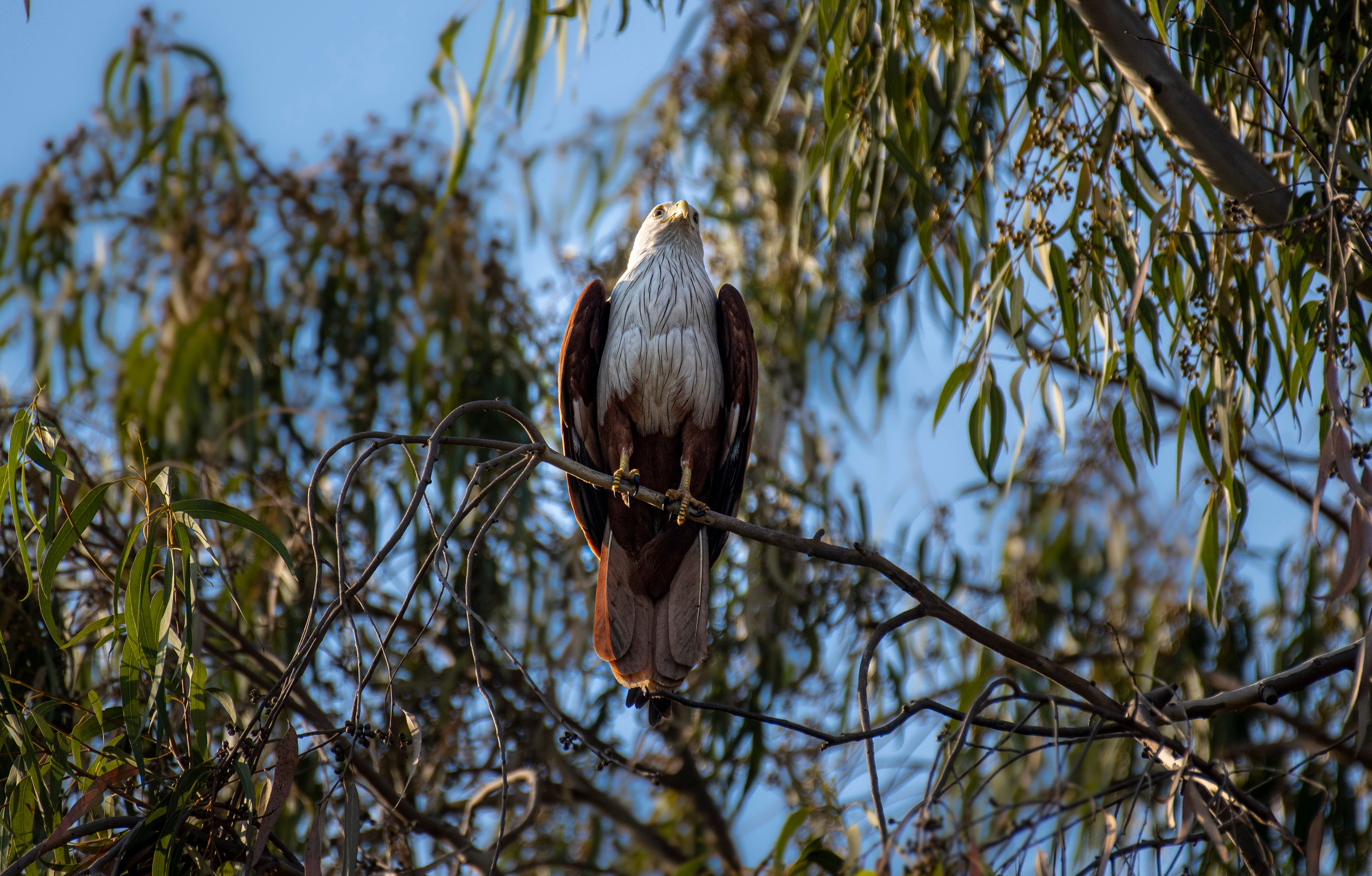 A large bird sitting in a tree with leaves · Free Stock Photo