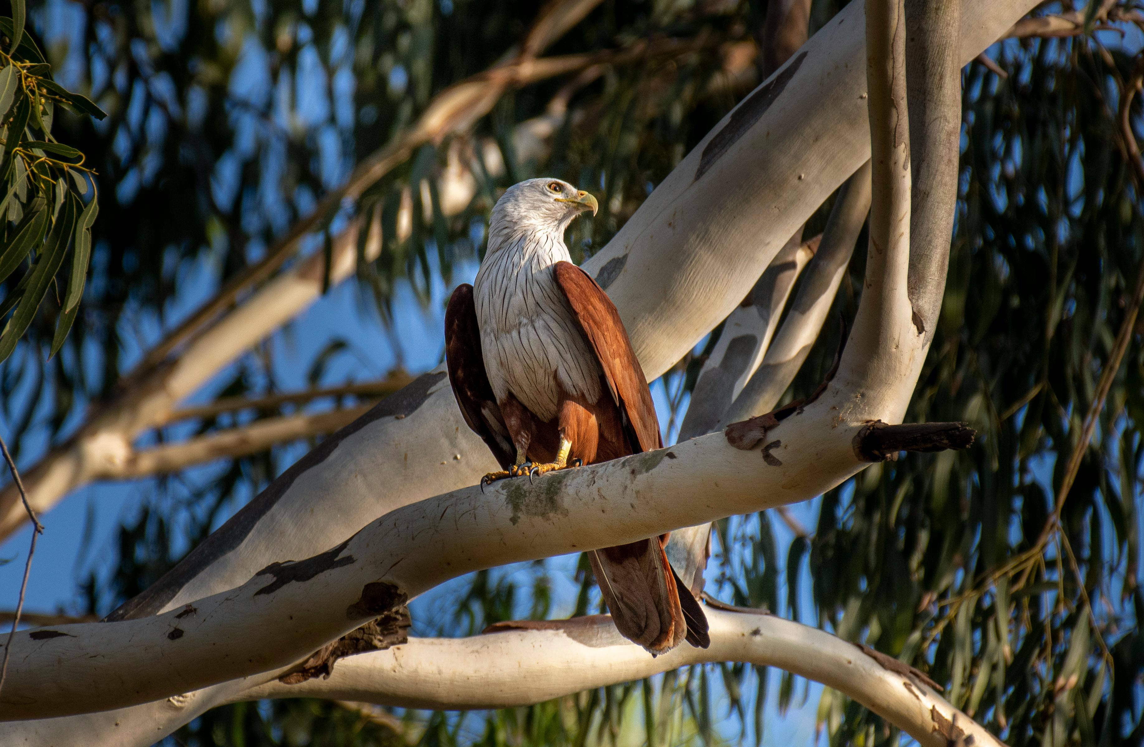 Foto stok gratis tentang burung, burung elang, cabang, duduk, fotografi ...