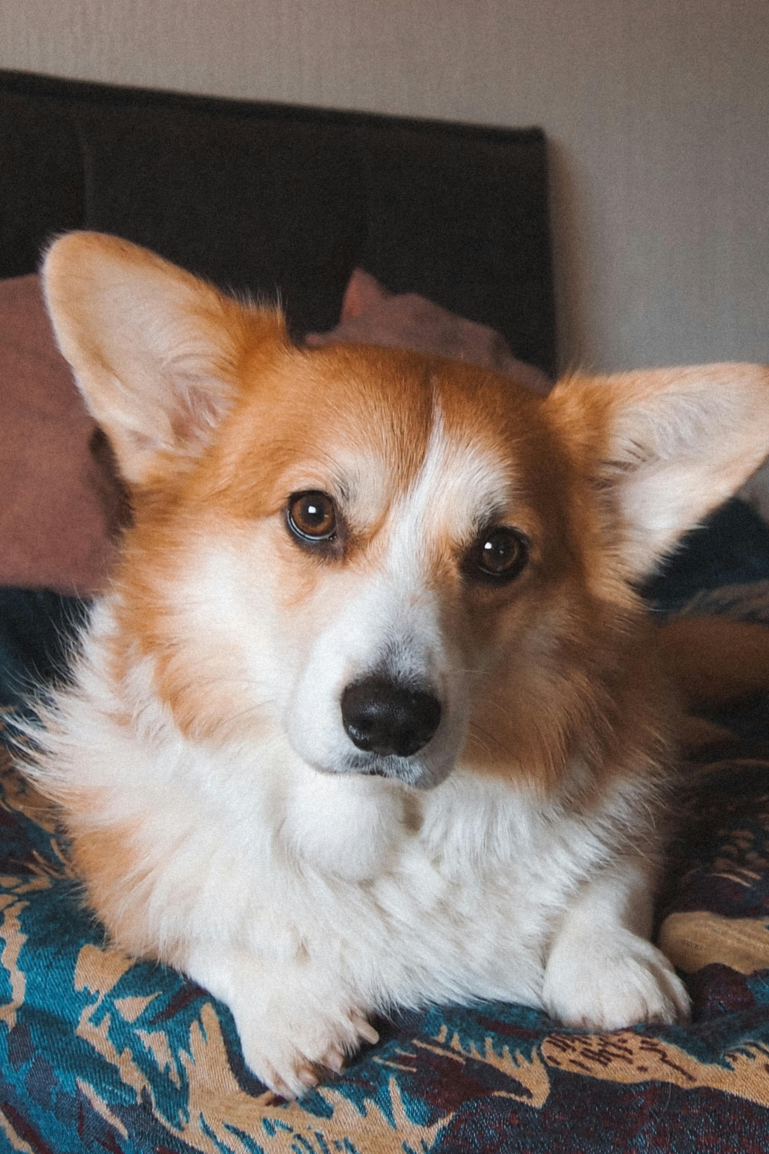 Cute Sad Corgi · Free Stock Photo