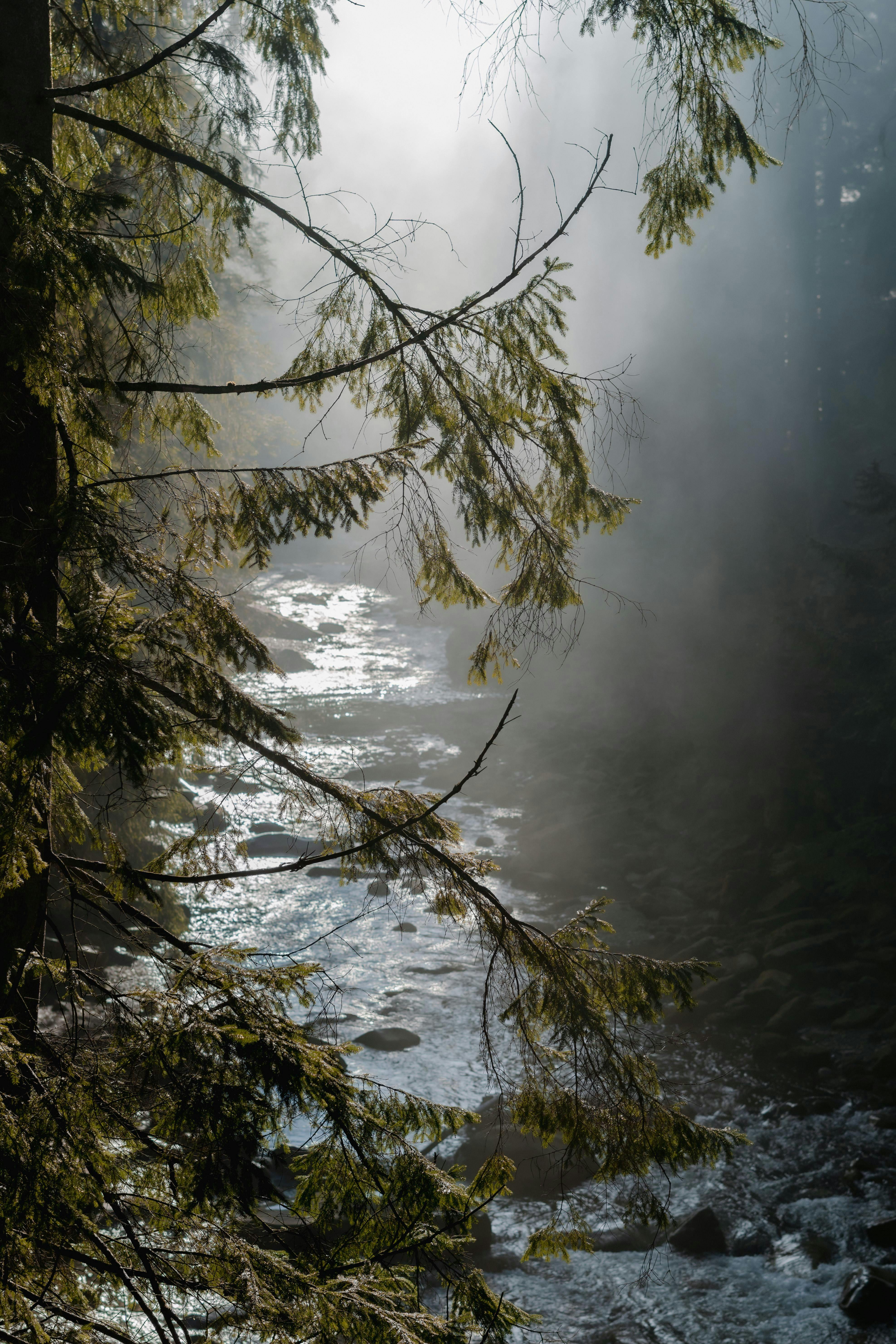 Fog over River in Forest · Free Stock Photo