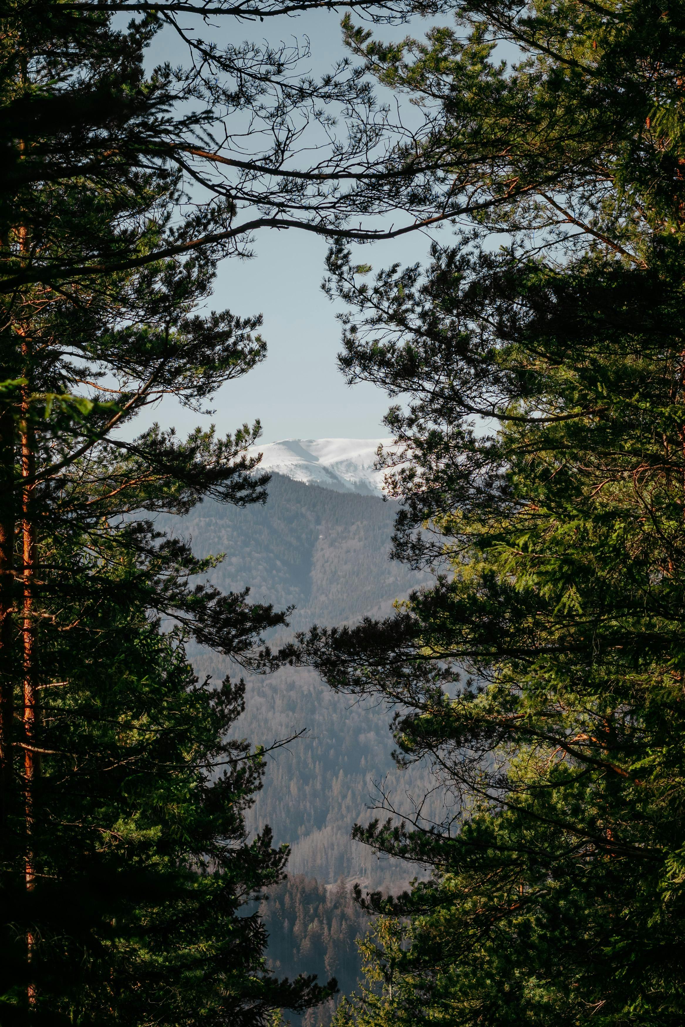 Trees in Deep, Evergreen Forest · Free Stock Photo