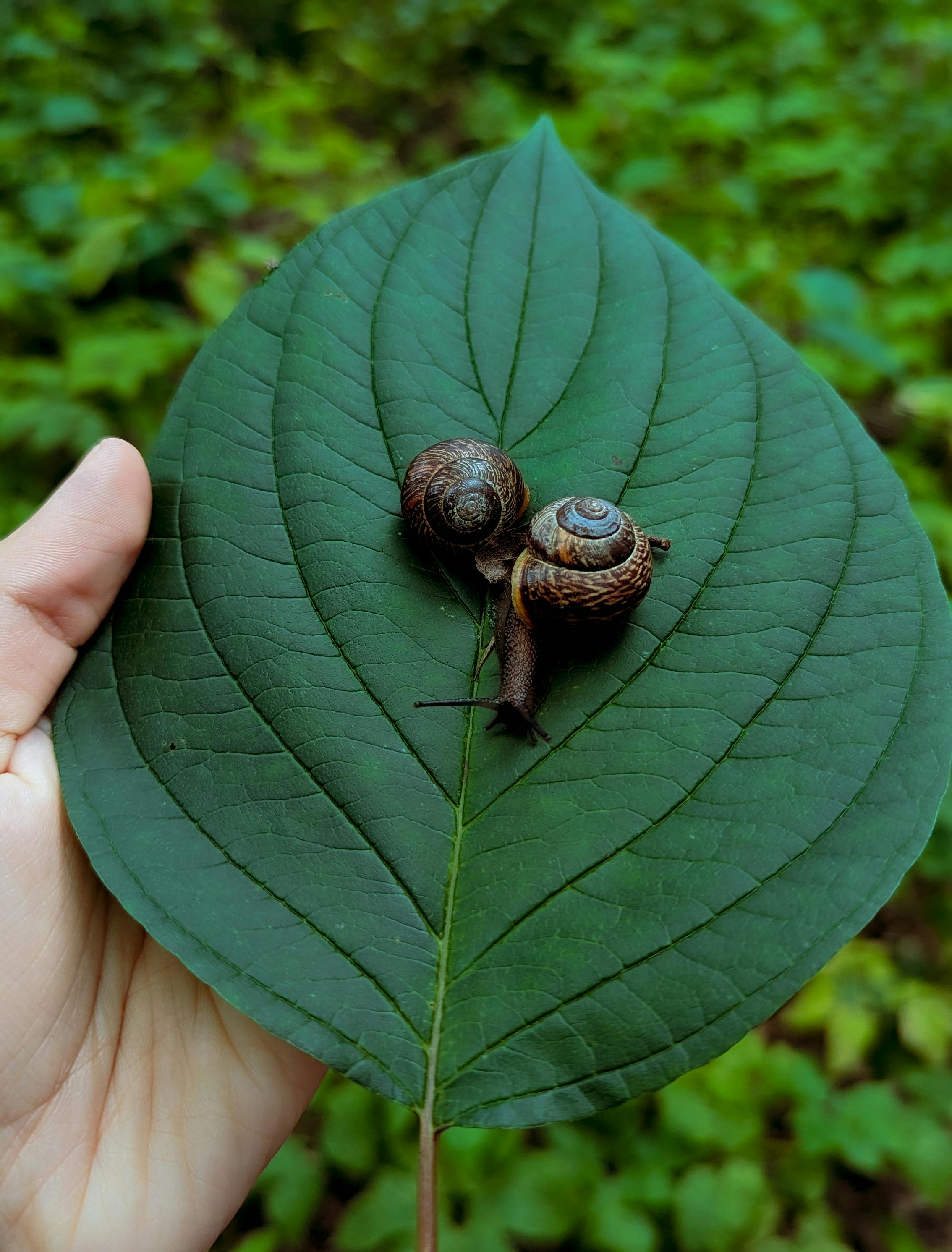 Snails on tropical leaves on shore · Free Stock Photo