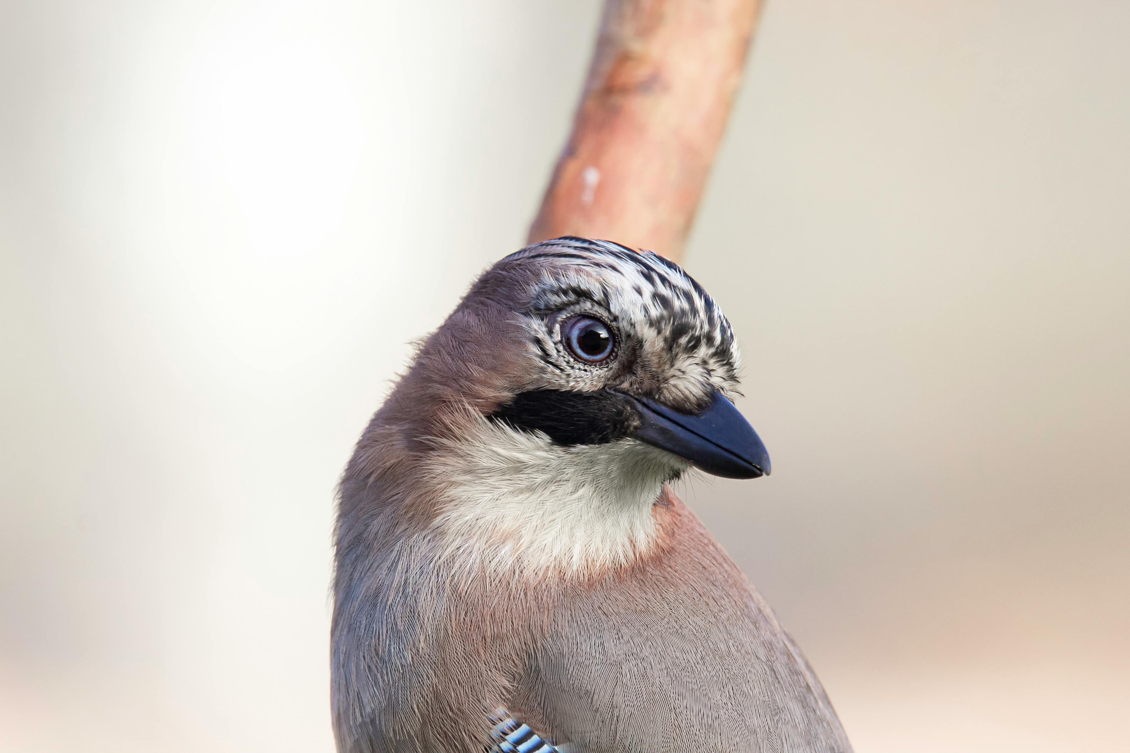 Close up of Small Bird · Free Stock Photo