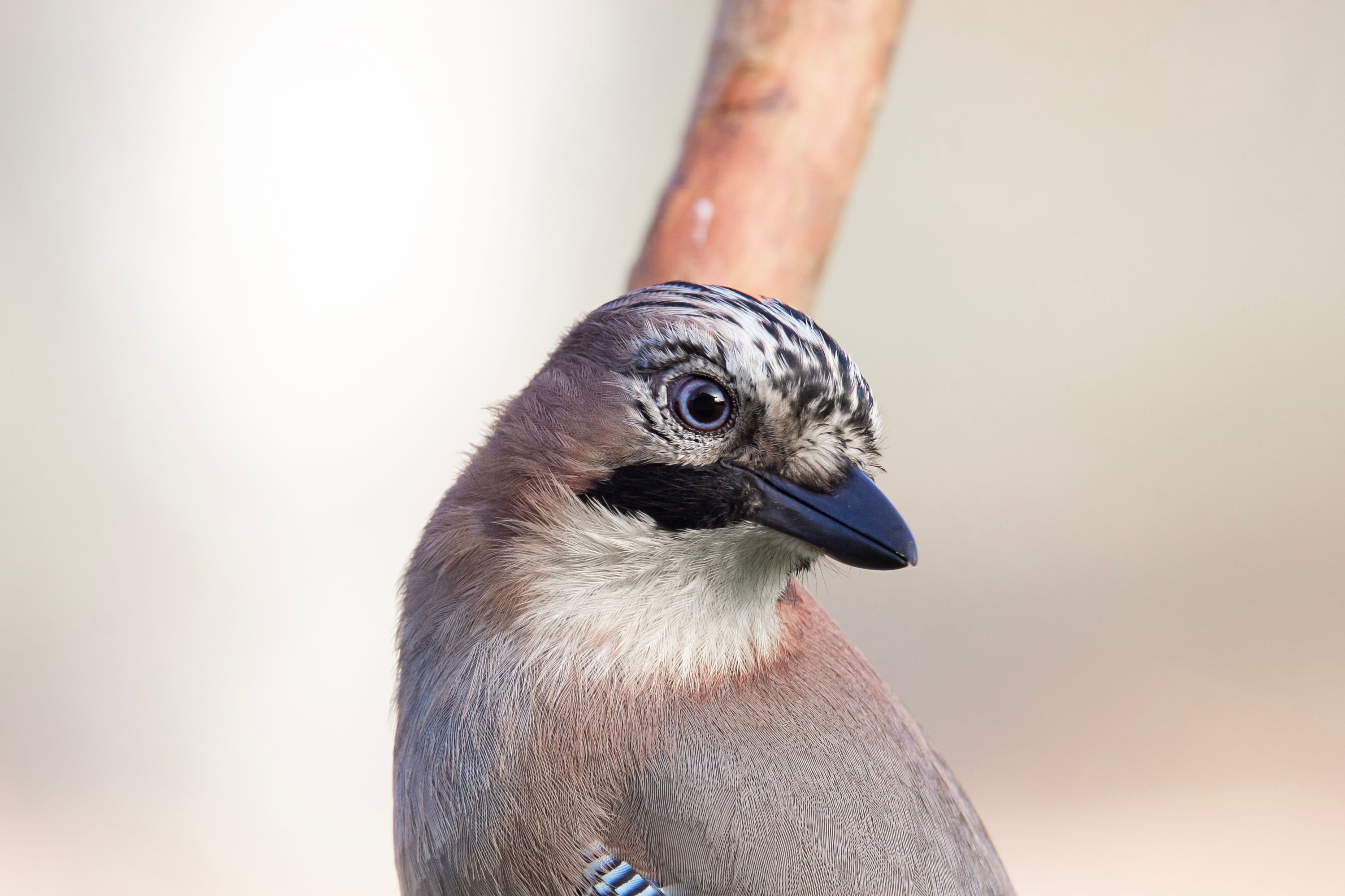 Close up of Small Bird · Free Stock Photo