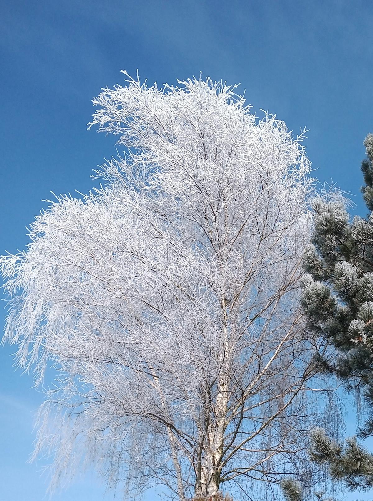 Frost Häst Photos, Download The BEST Free Frost Häst Stock Photos & HD ...