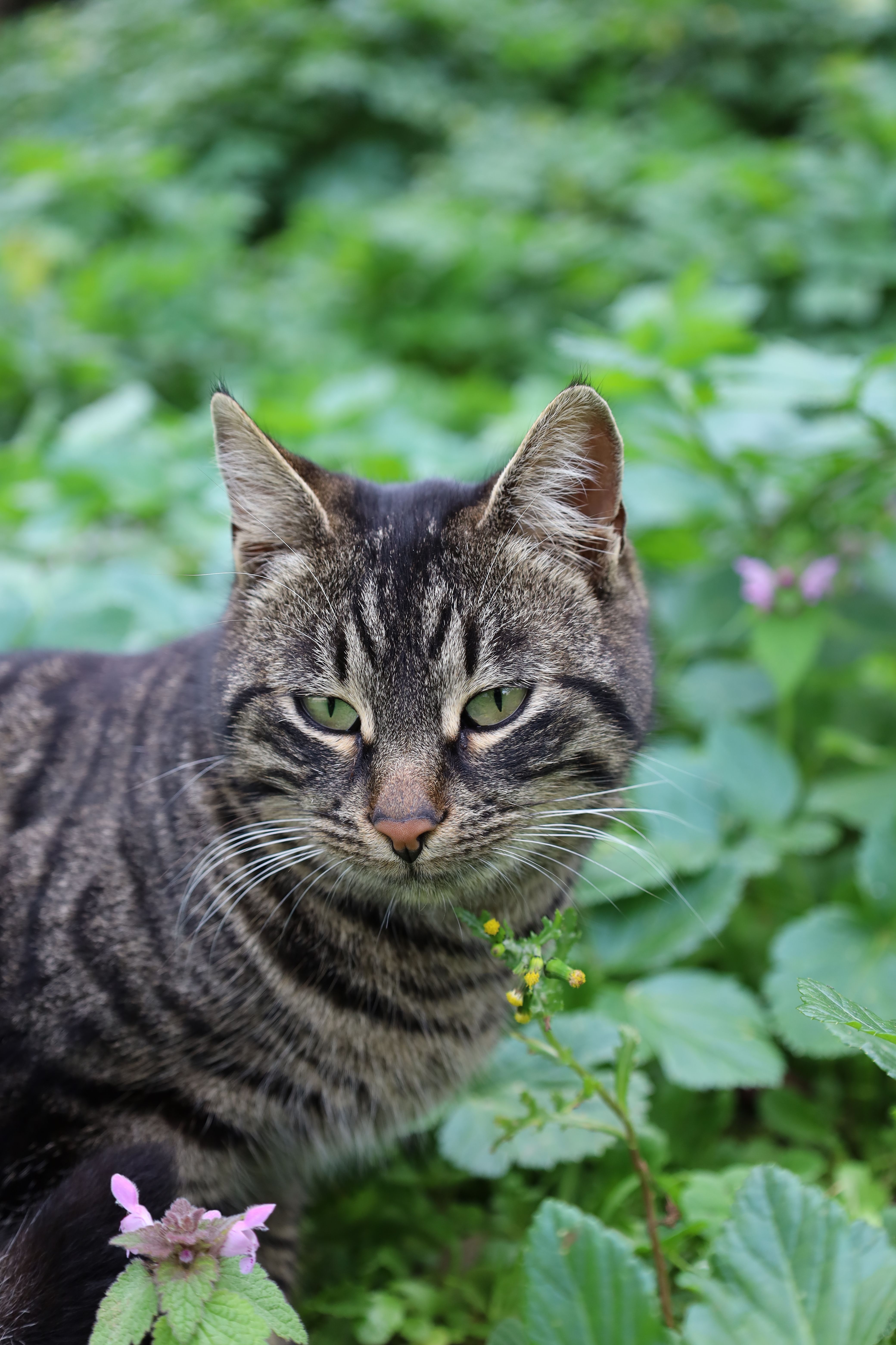 Portrait of a Gray Tabby Cat Sitting amid Green Plants · Free Stock Photo