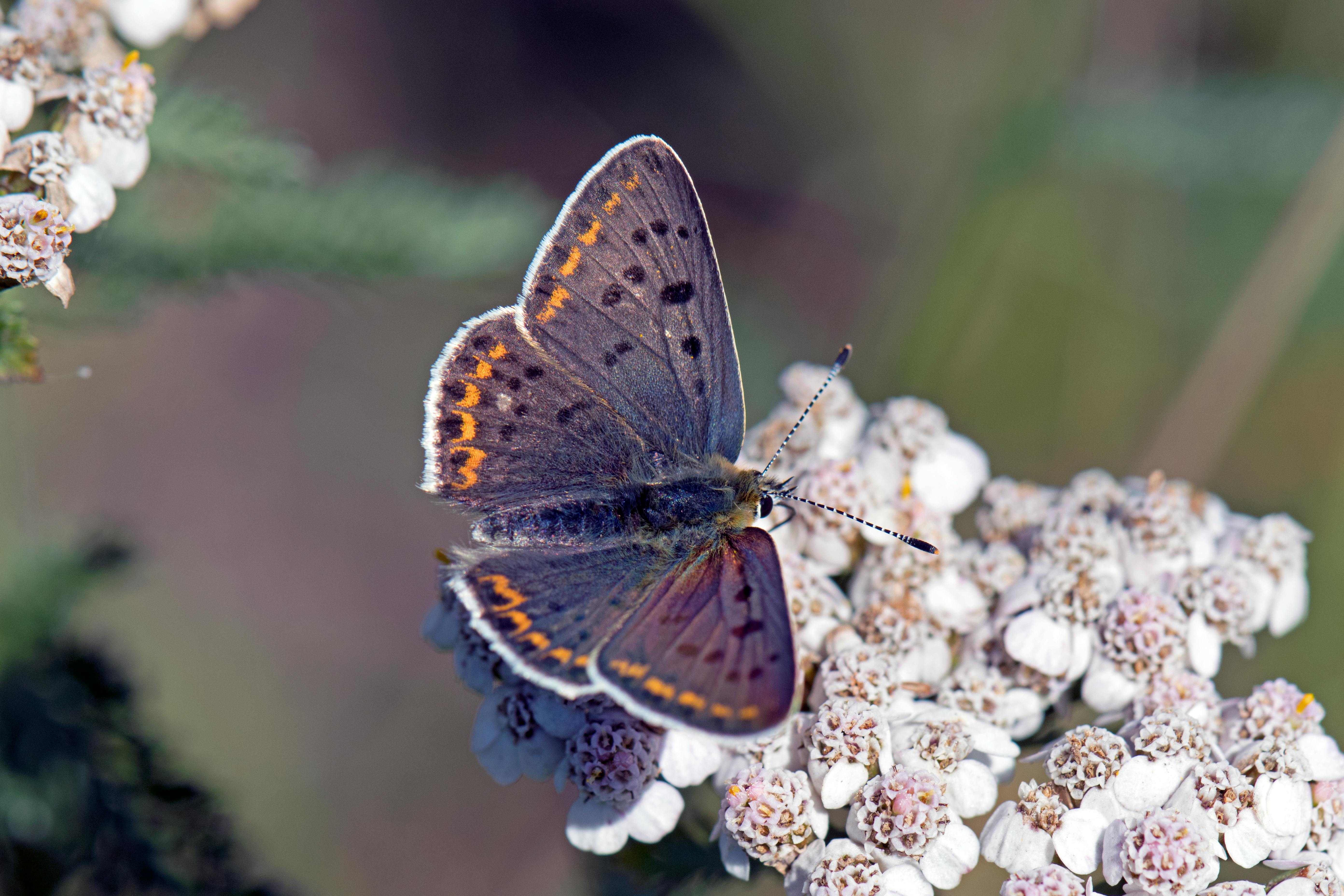 Button Butterfly Photos, Download The BEST Free Button Butterfly Stock ...