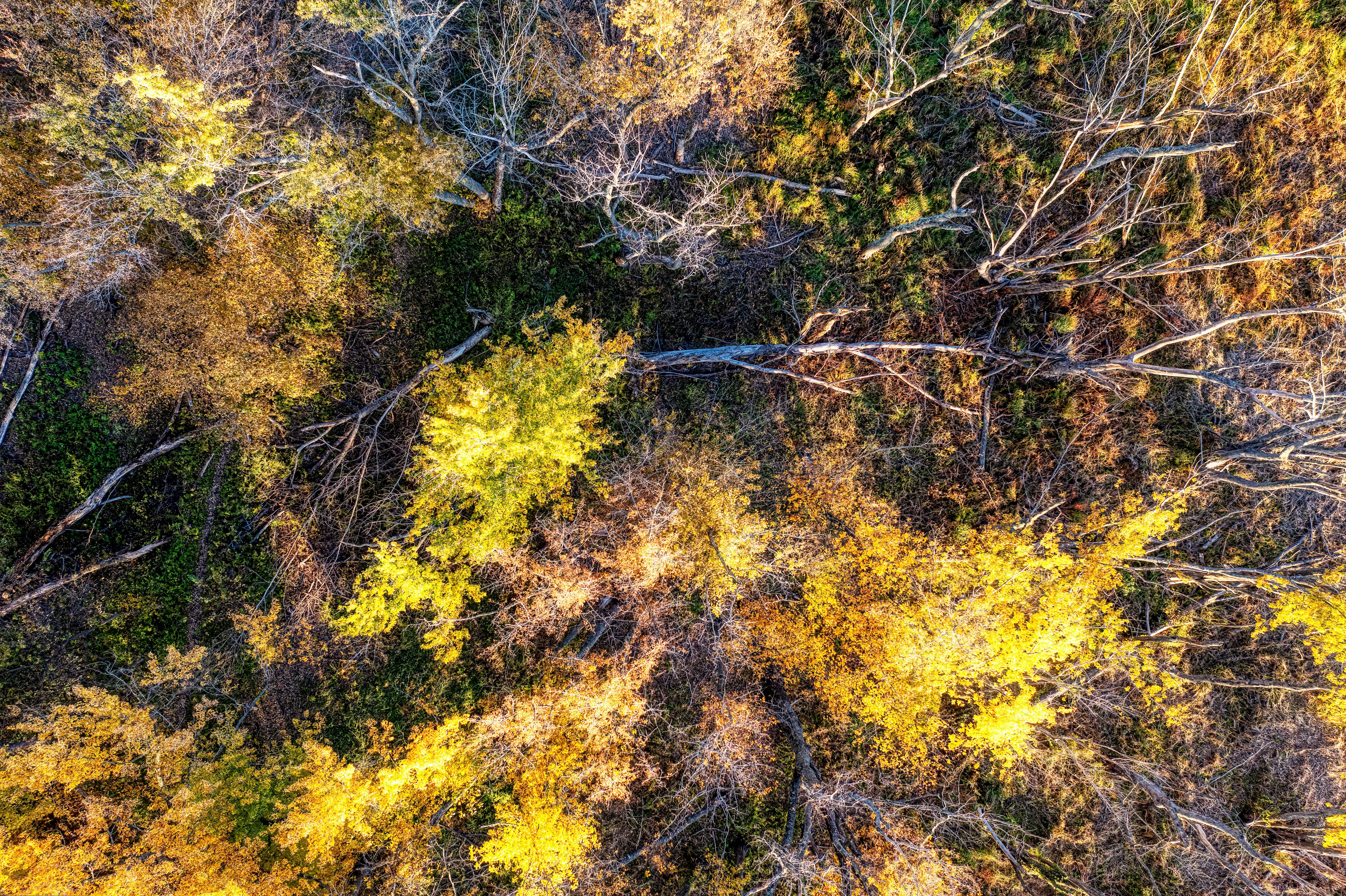 Birds Eye View of Forest in Autumn · Free Stock Photo