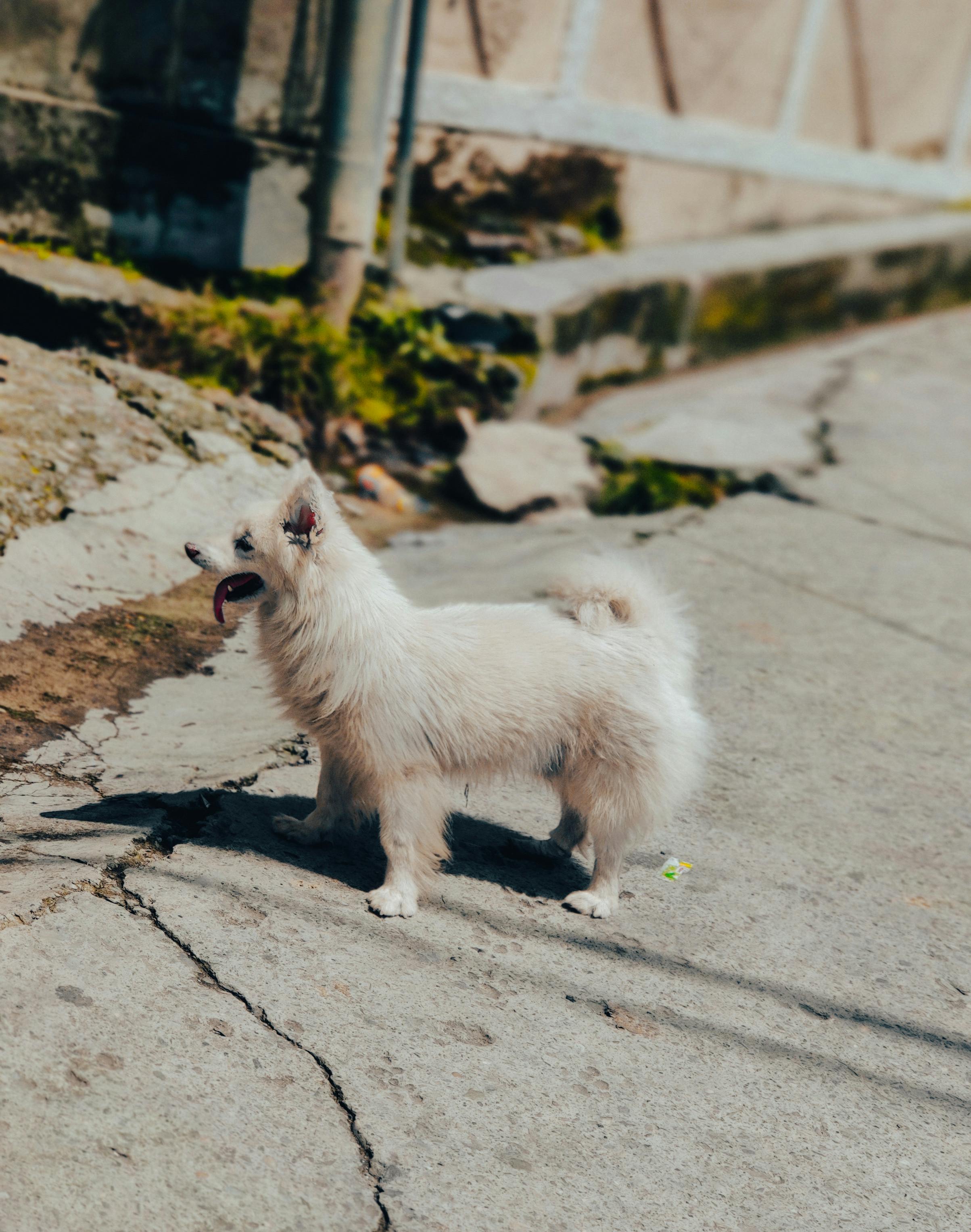 Photo of dog in kathmandu, nepal · Free Stock Photo