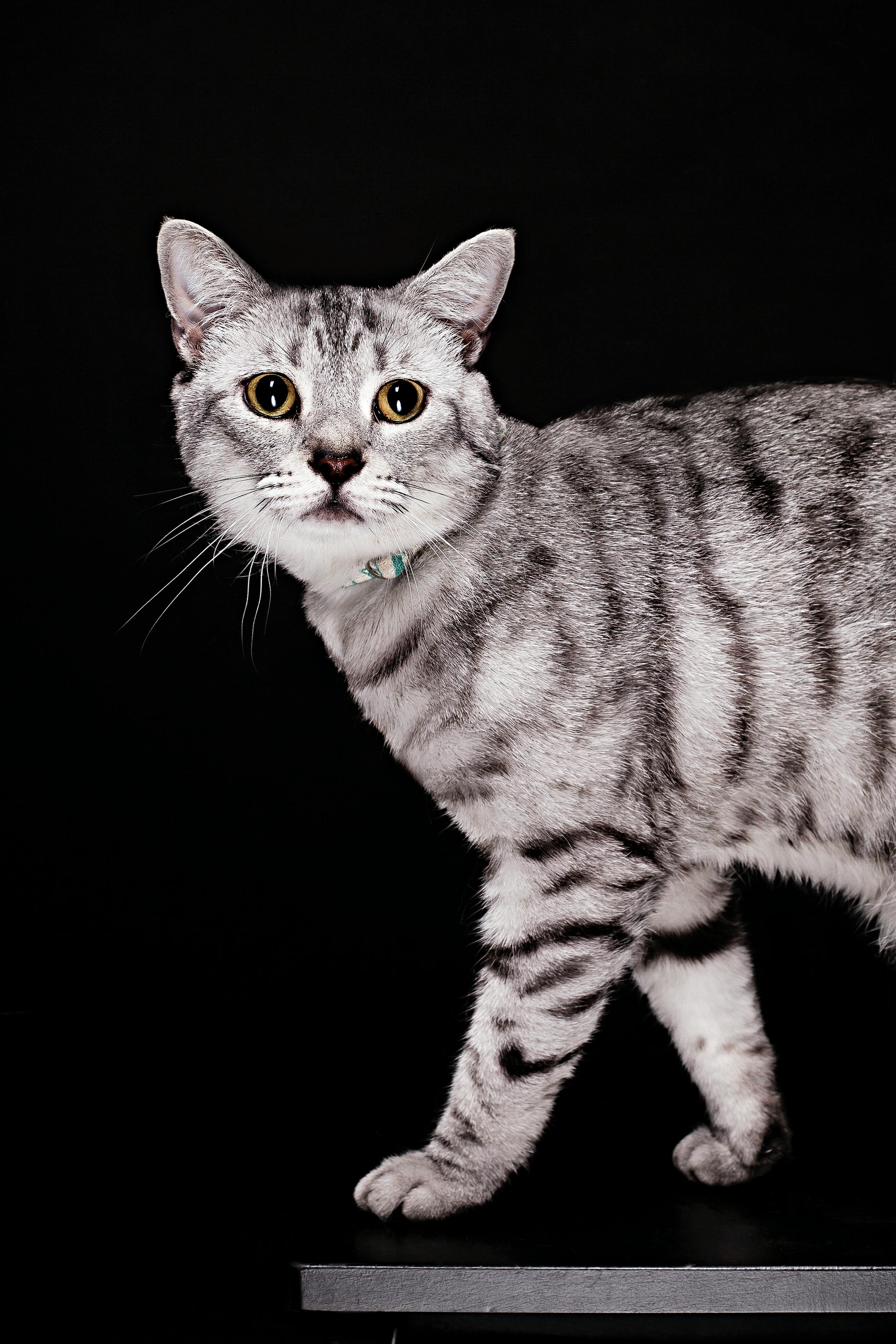 Photo of the Grey Tabby Cat · Free Stock Photo