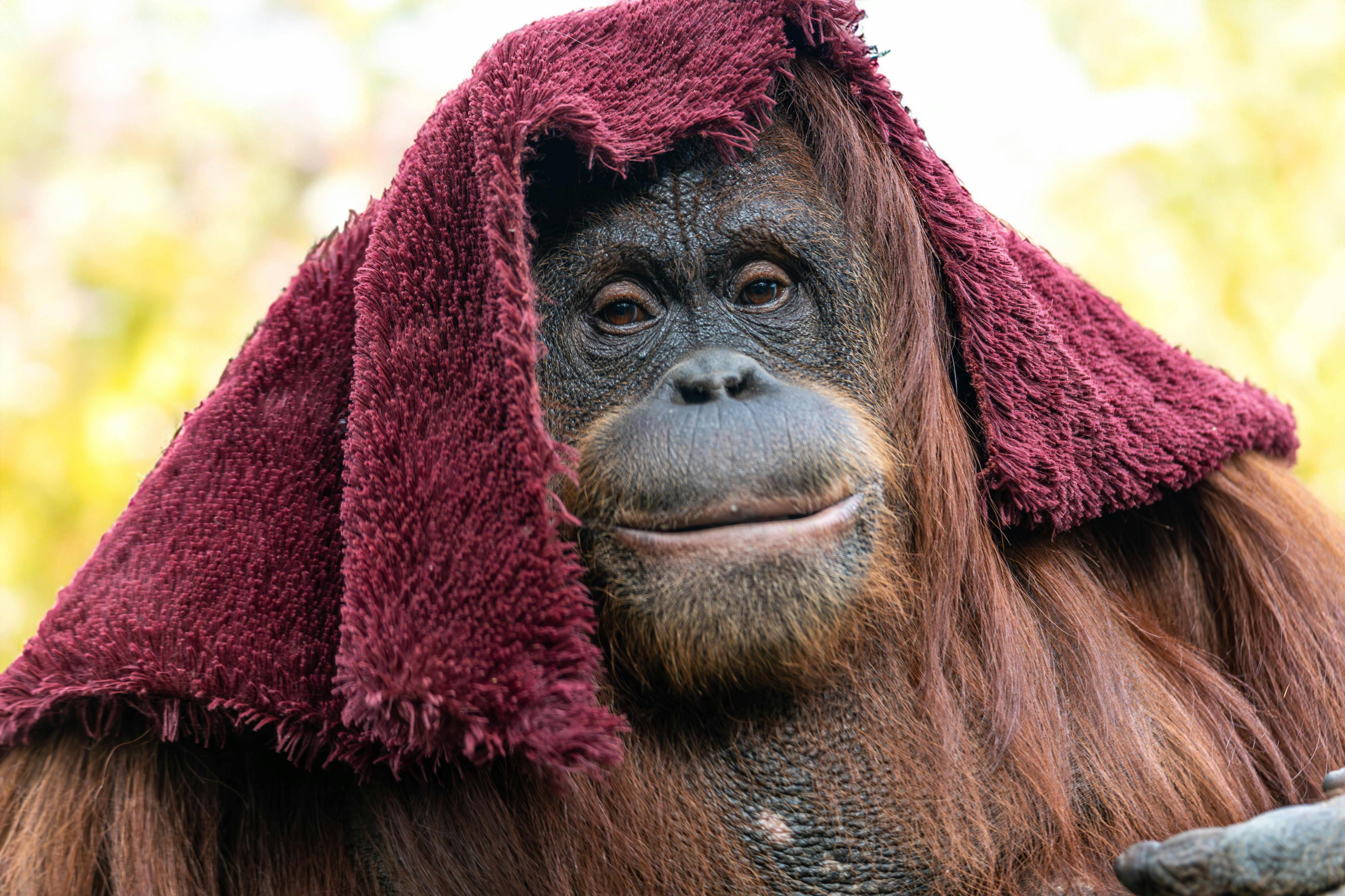Funny Orangutan with Cloth on Head · Free Stock Photo