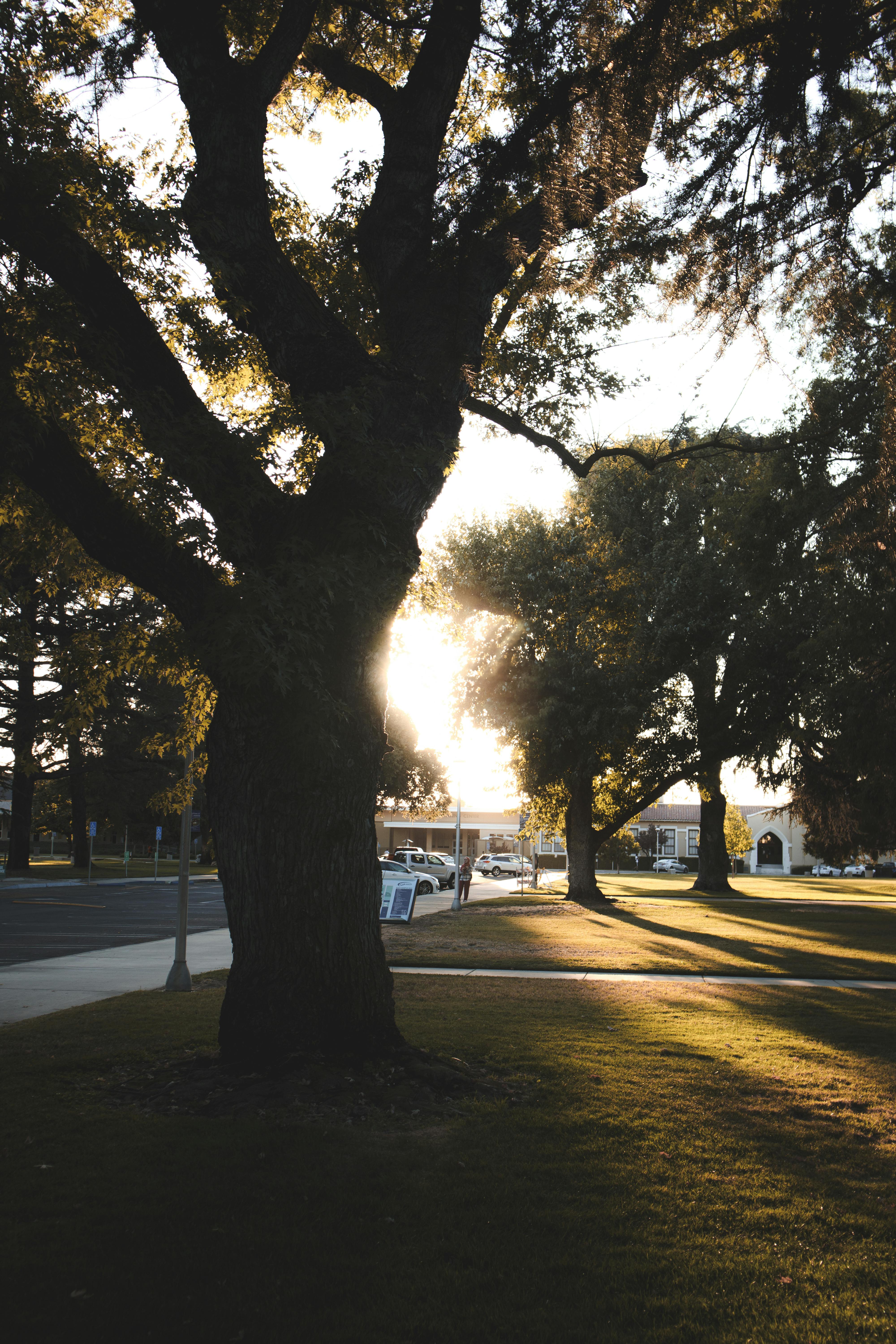 Golden Sun Between the Trees of the Park · Free Stock Photo