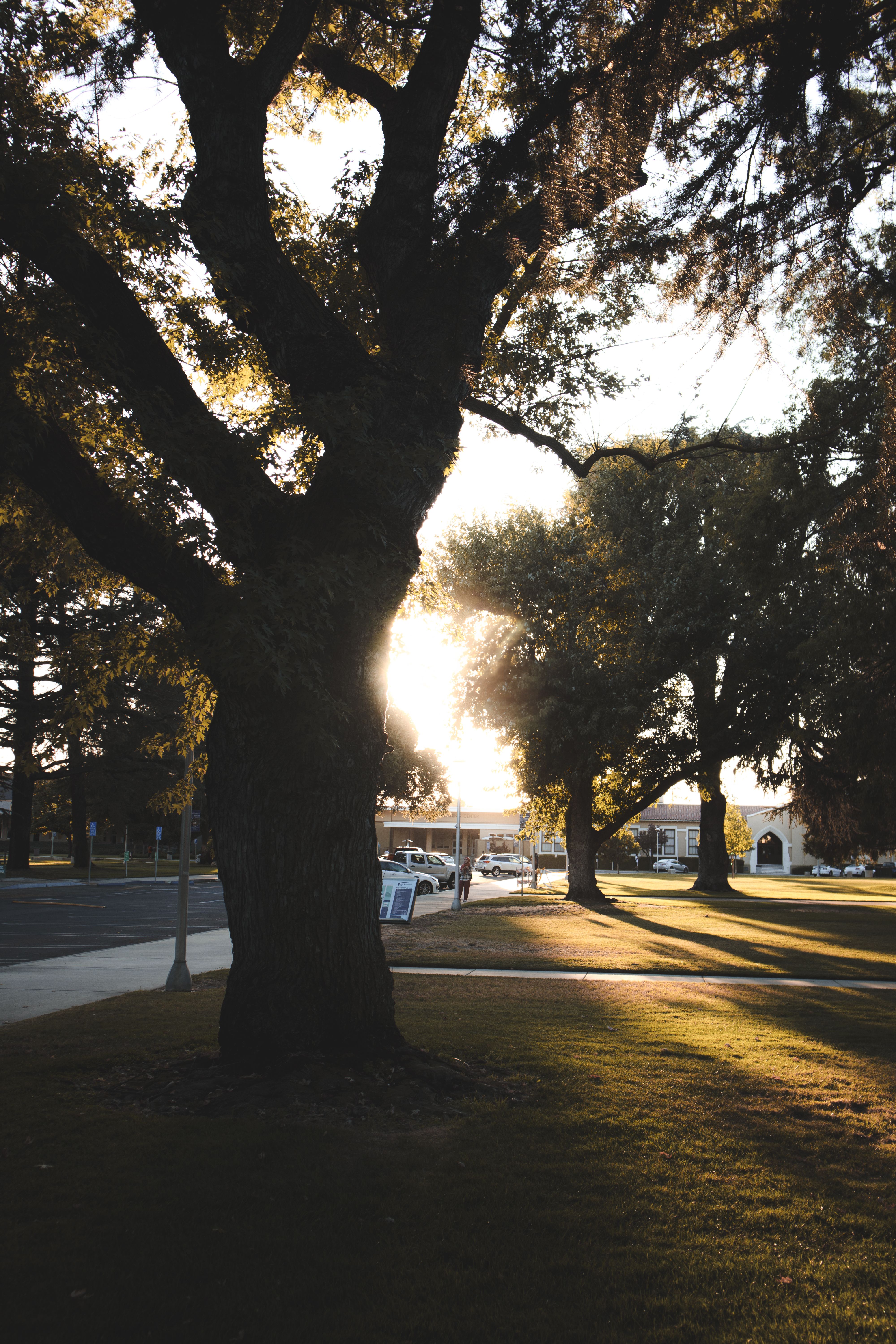 Golden Sun Between the Trees of the Park · Free Stock Photo