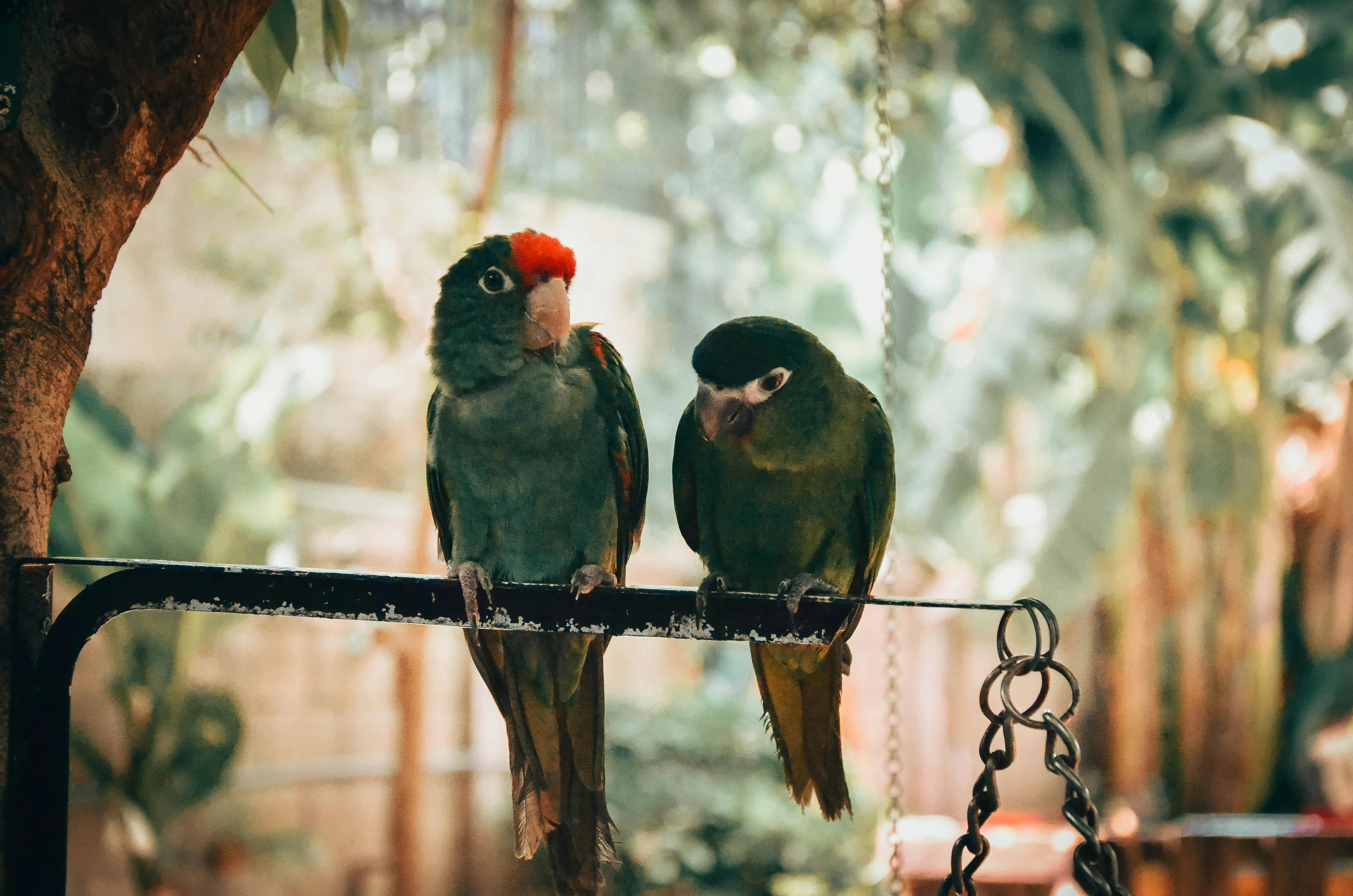 Two Green Parakeet Perched On Black Metal Rod · Free Stock Photo