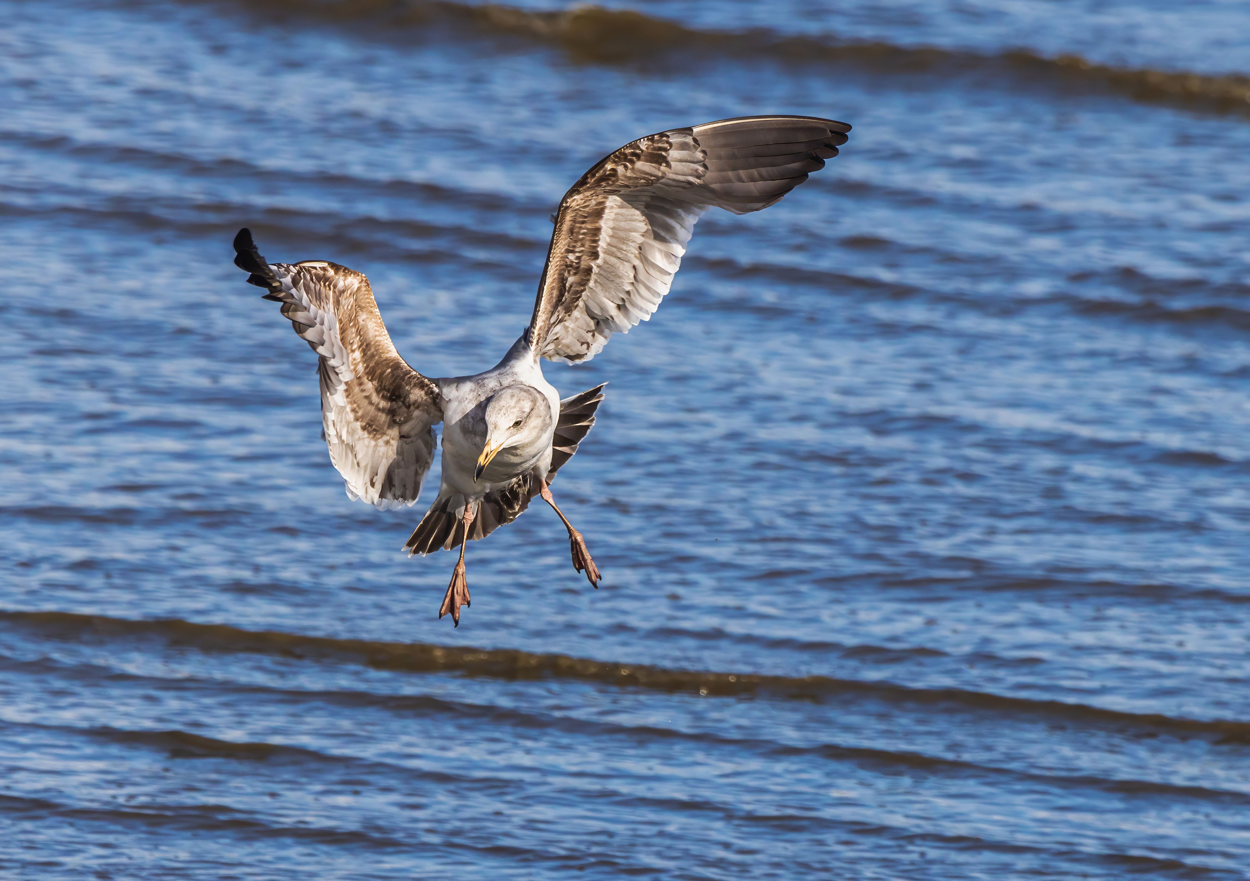 Close-up of Seagull · Free Stock Photo