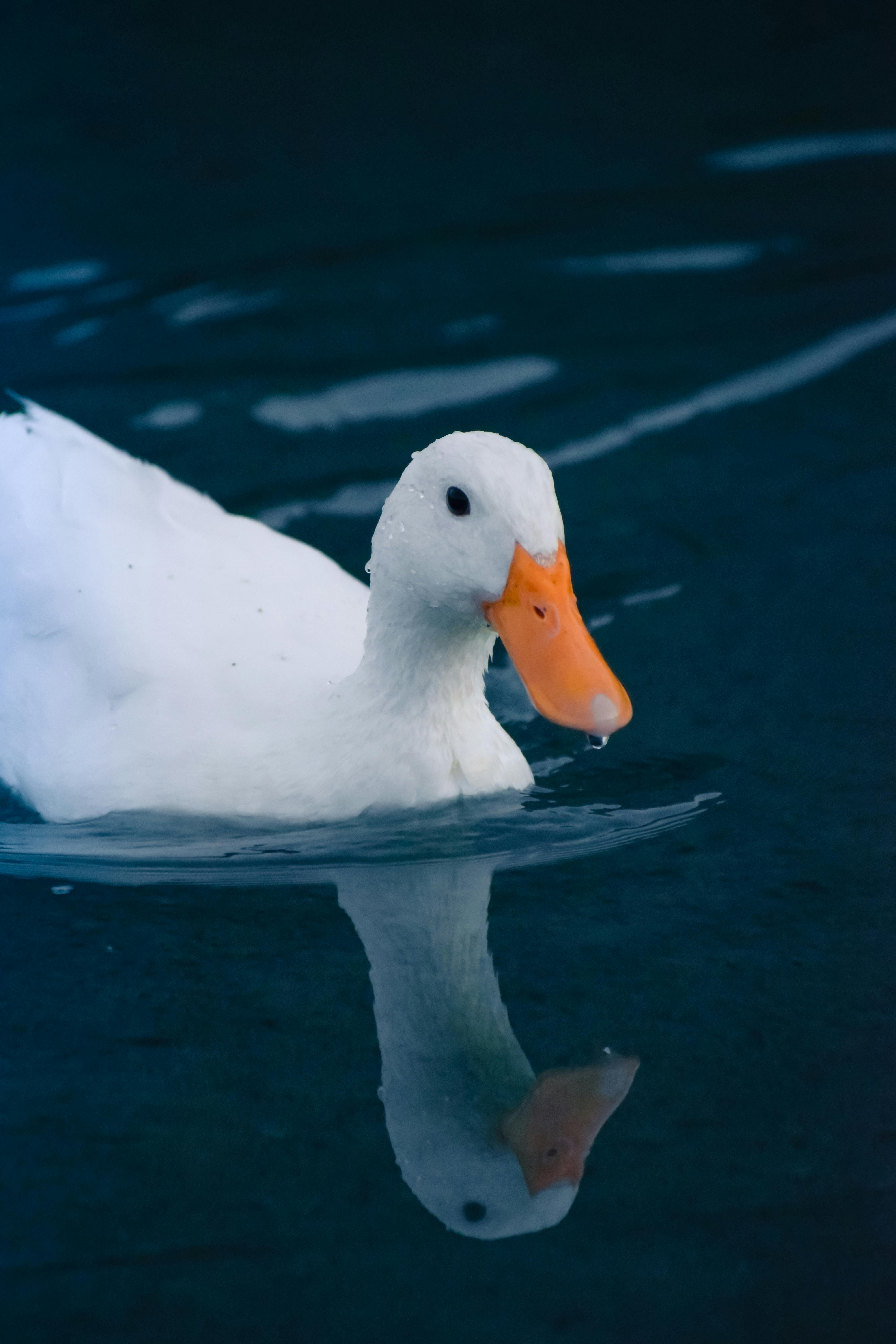 Smart Duck Photos, Download The BEST Free Smart Duck Stock Photos & HD ...