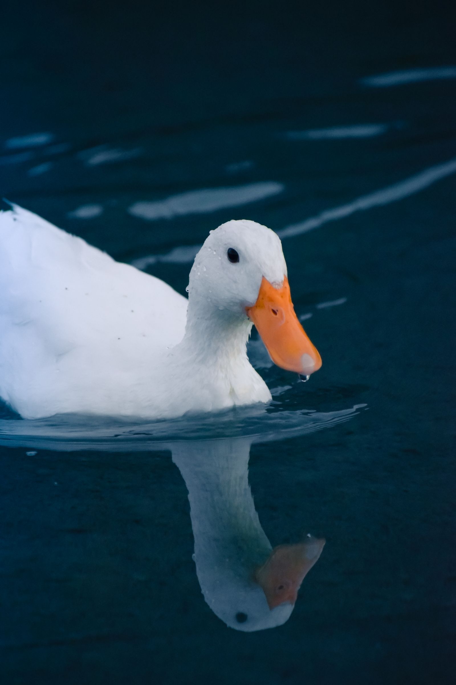 Bath Duck Photos, Download The BEST Free Bath Duck Stock Photos & HD Images