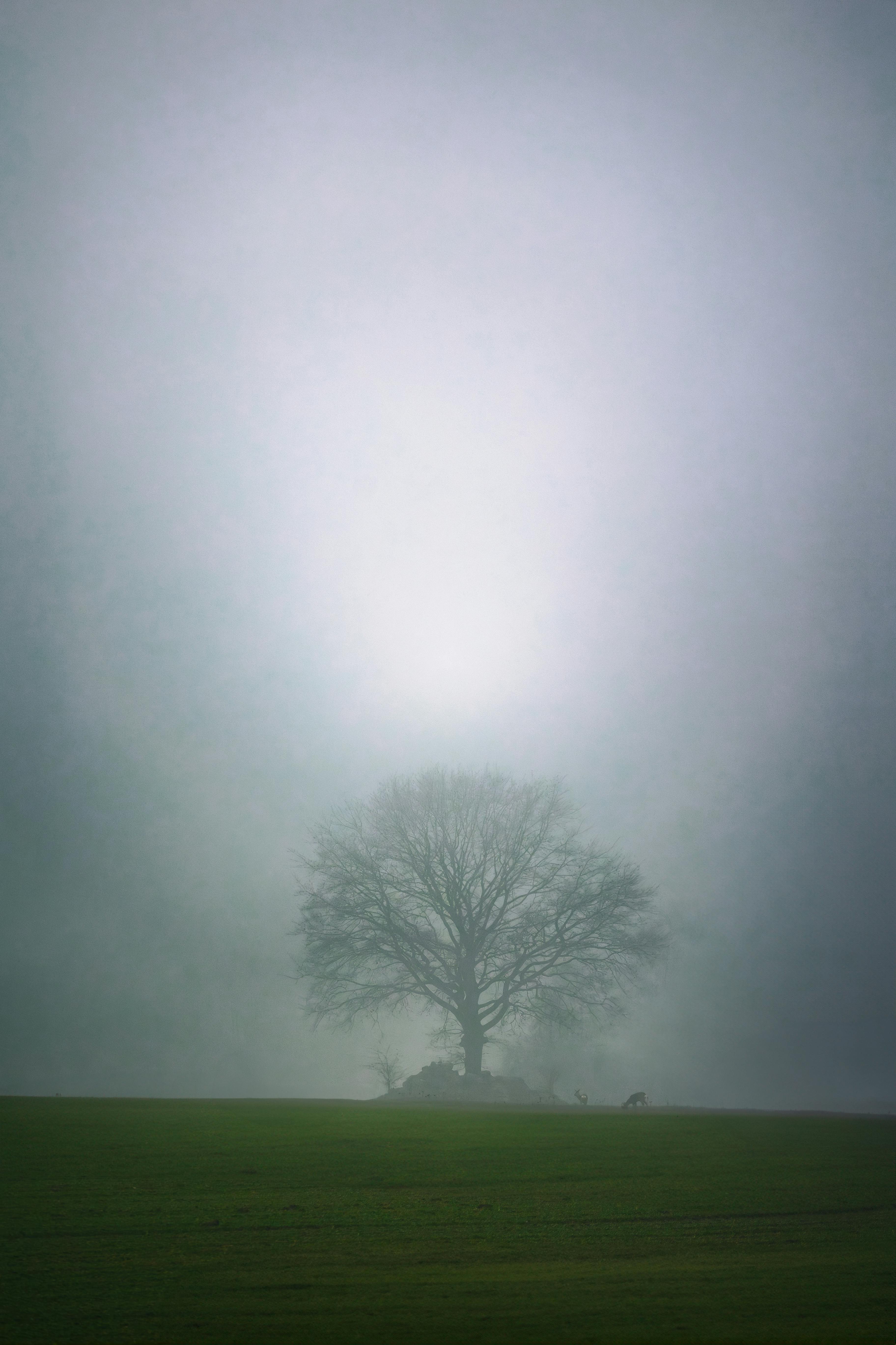 Single Tree Photos, Download The BEST Free Single Tree Stock Photos ...