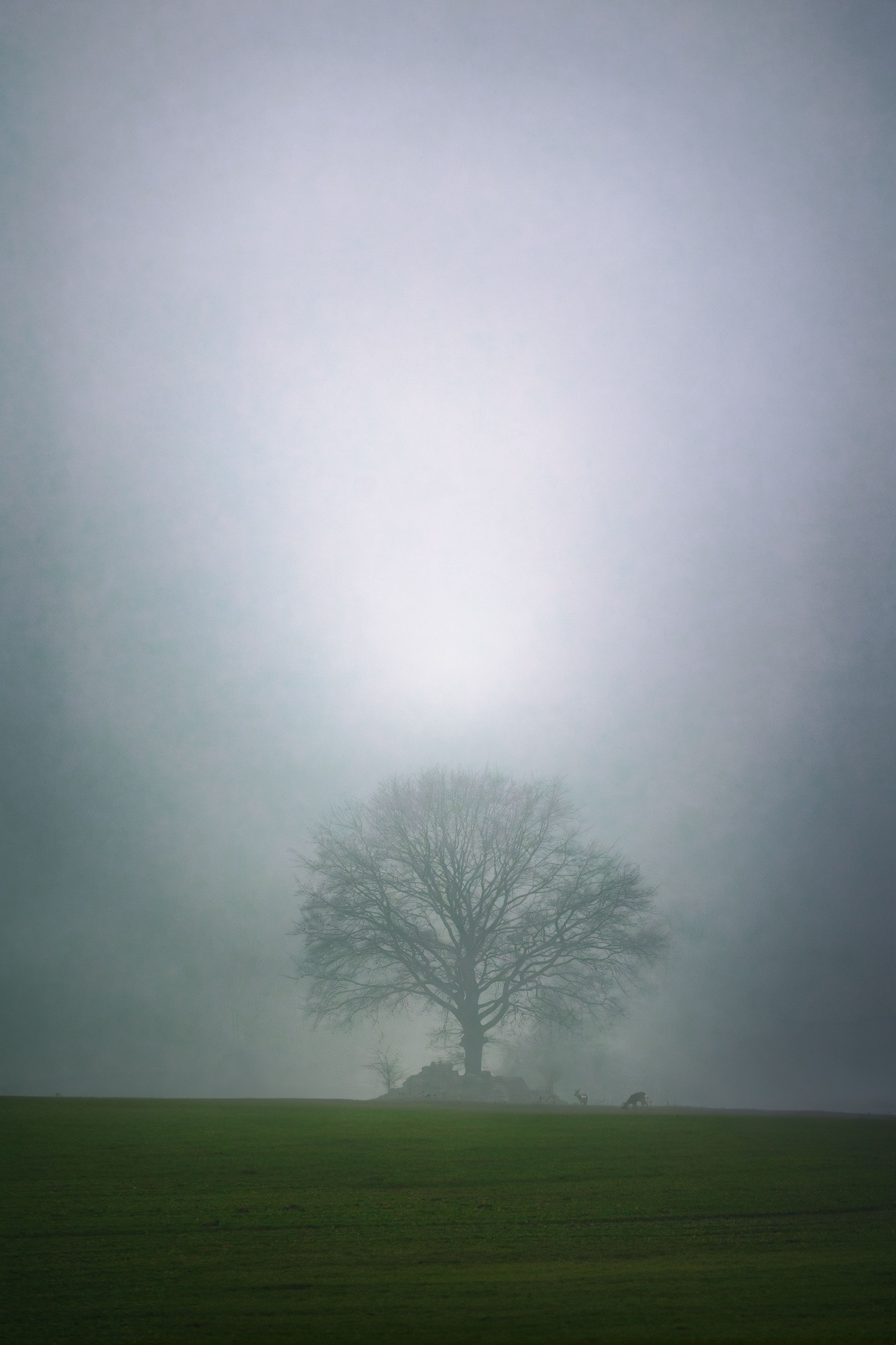 Single Tree in the Grassland on a Foggy Day · Free Stock Photo