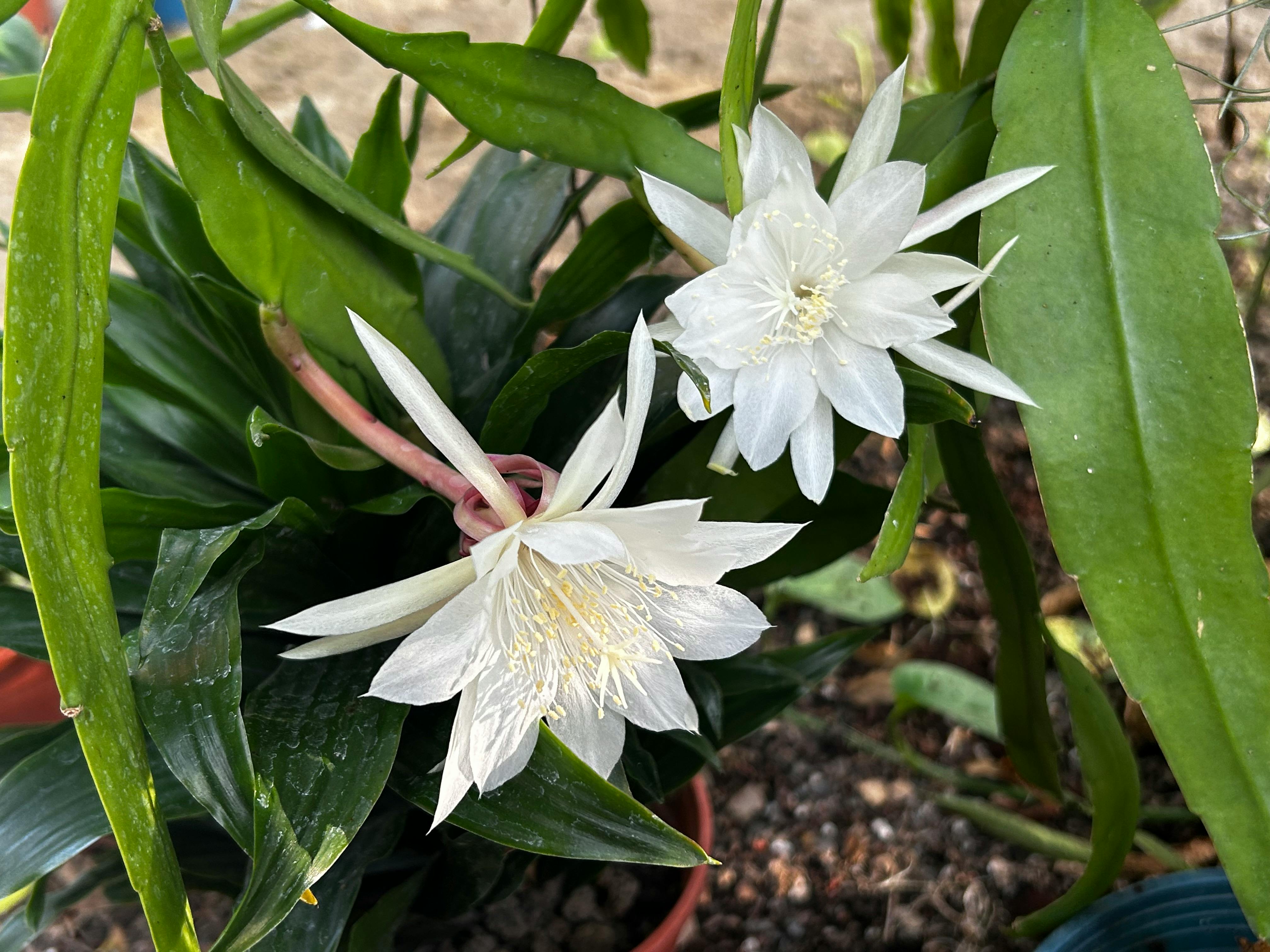 Catherine Huang - Photography