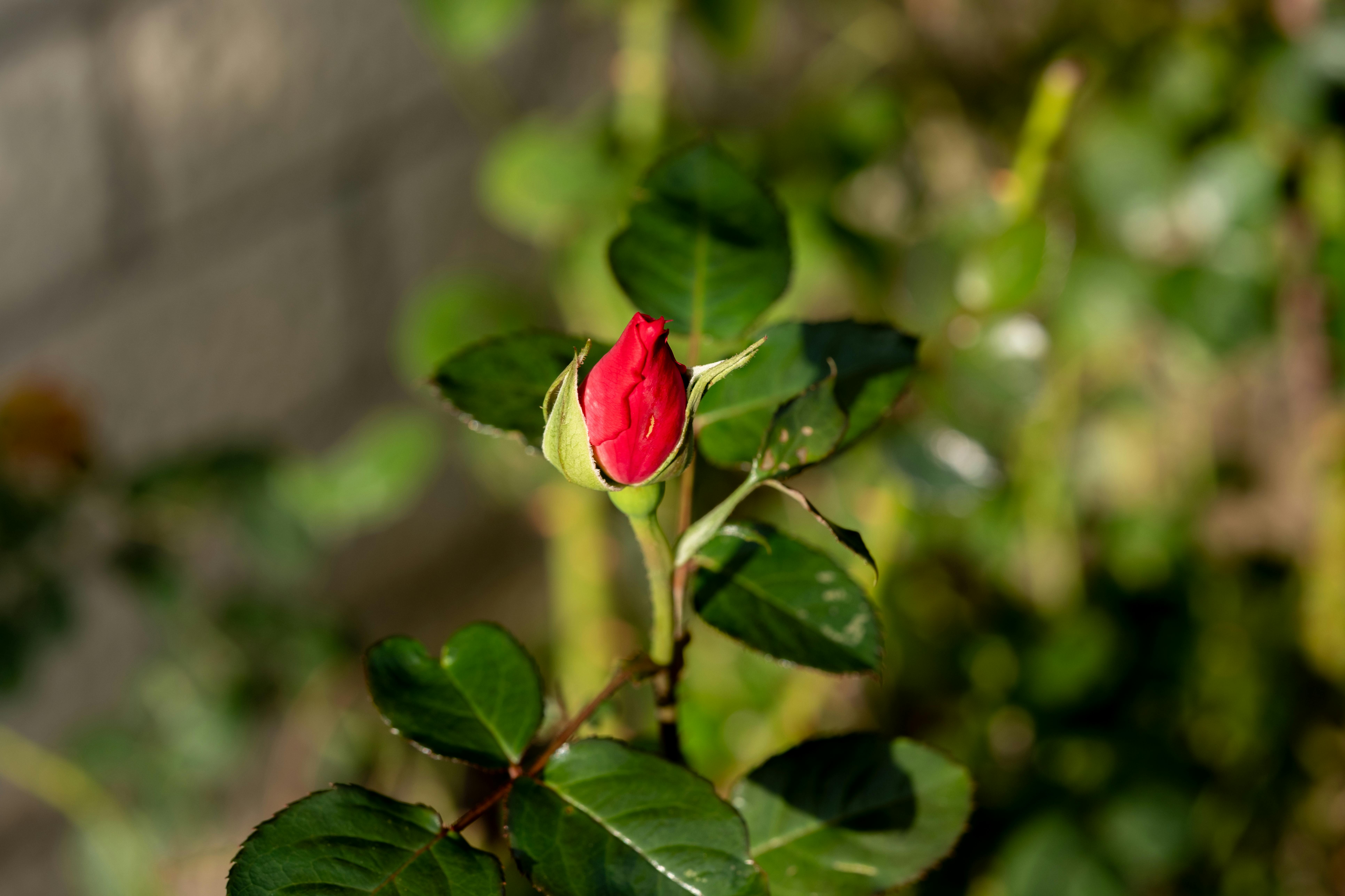 Pink Rose Bud · Free Stock Photo