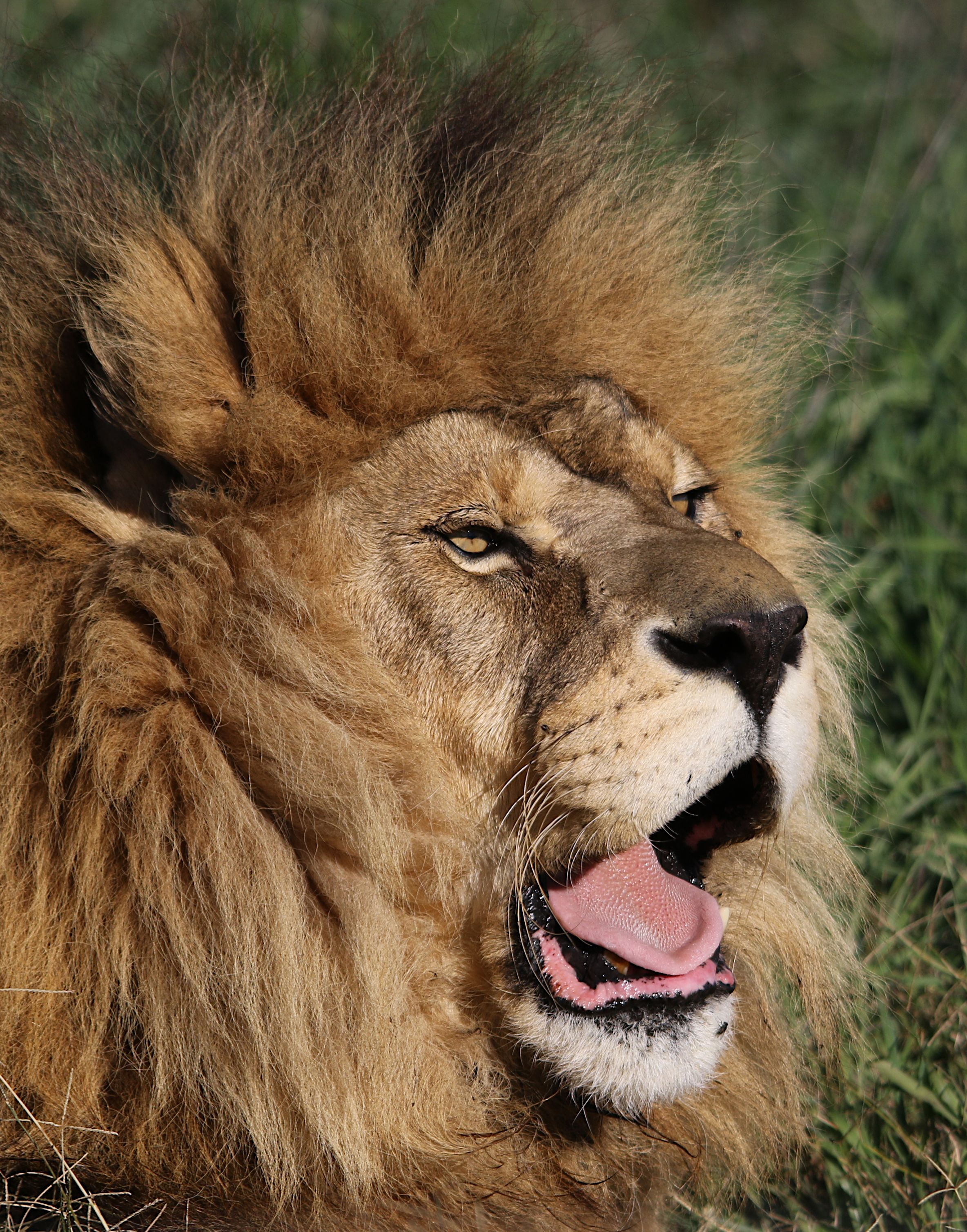 Close-up Photography of Brown Lion · Free Stock Photo