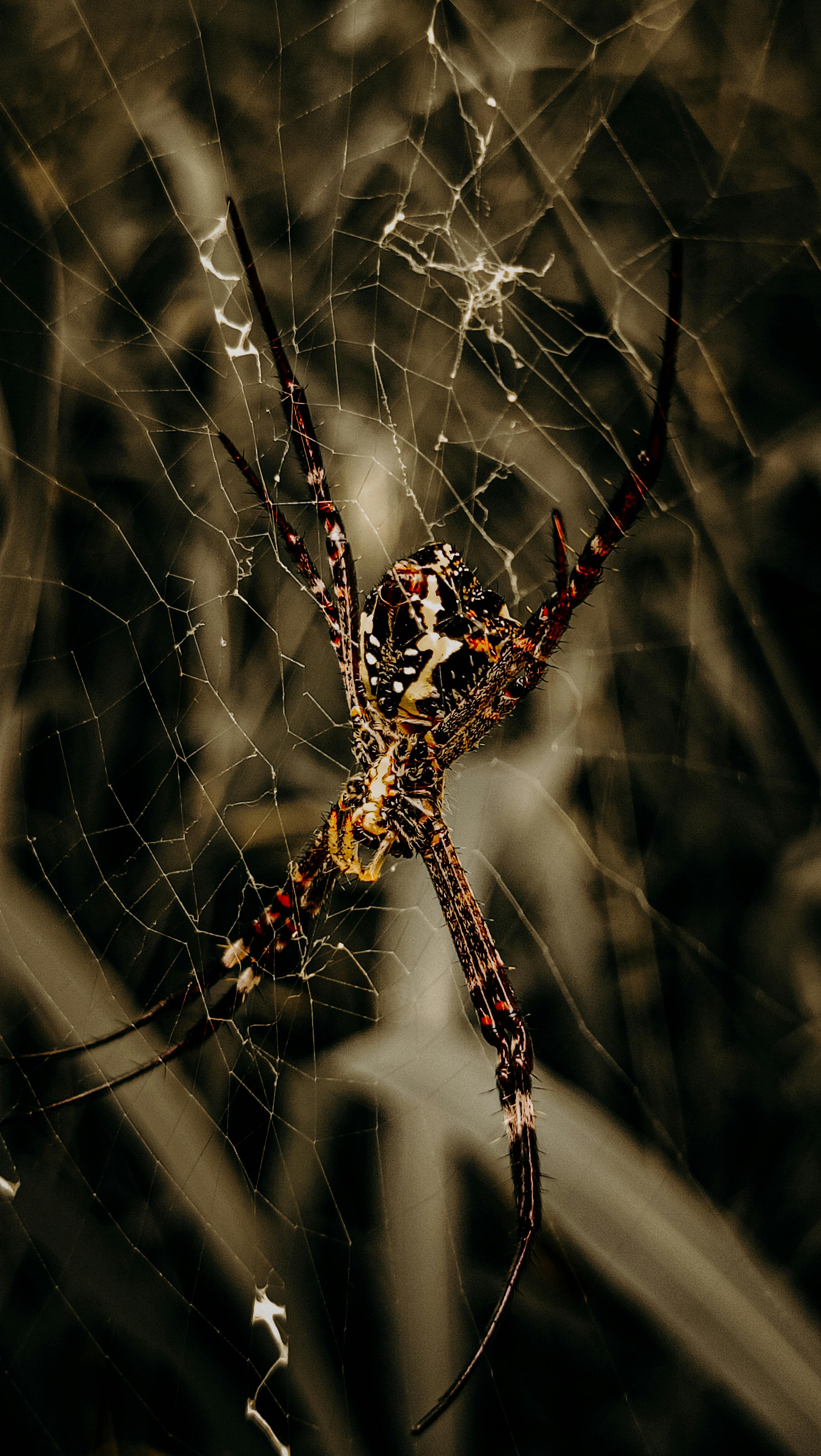 Spider Media Photos, Download The BEST Free Spider Media Stock Photos ...